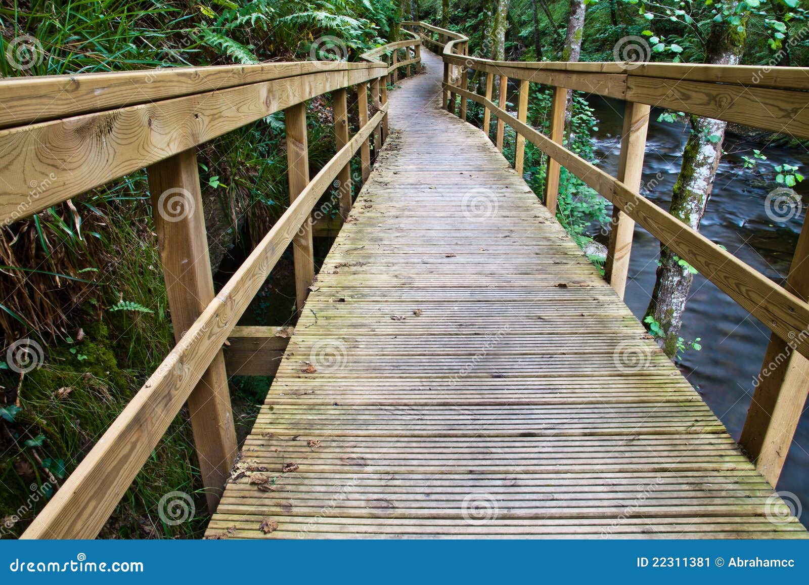 Wooden Bridge in the Forest Stock Image - Image of wood, forest: 22311381