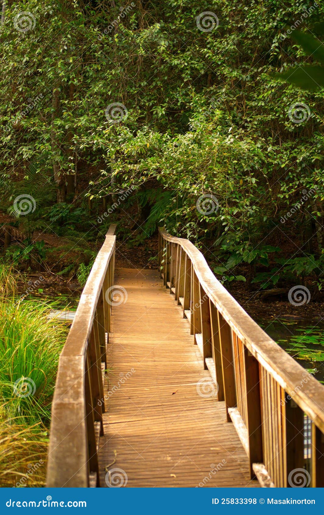 Wooden bridge in forest stock photo. Image of foliage - 25833398