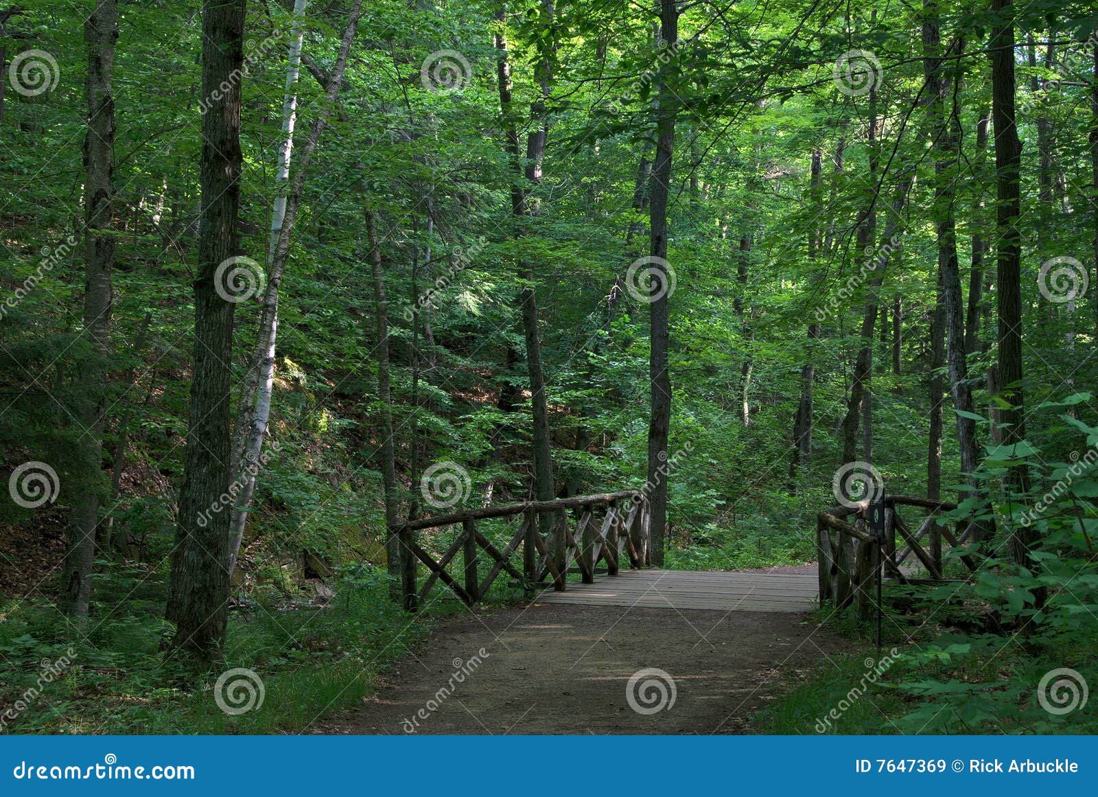 Wooden Bridge in the Forest Stock Image - Image of bridge, rural: 7647369