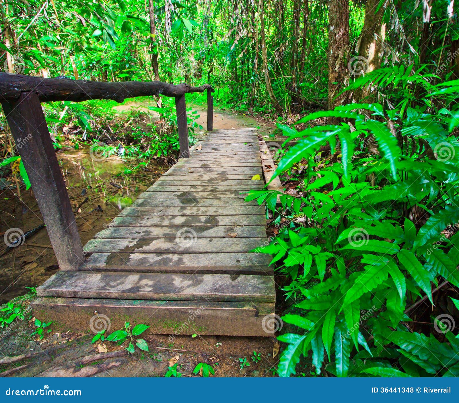 Wooden Bridge in the Forest Stock Photo - Image of landscape, falls ...