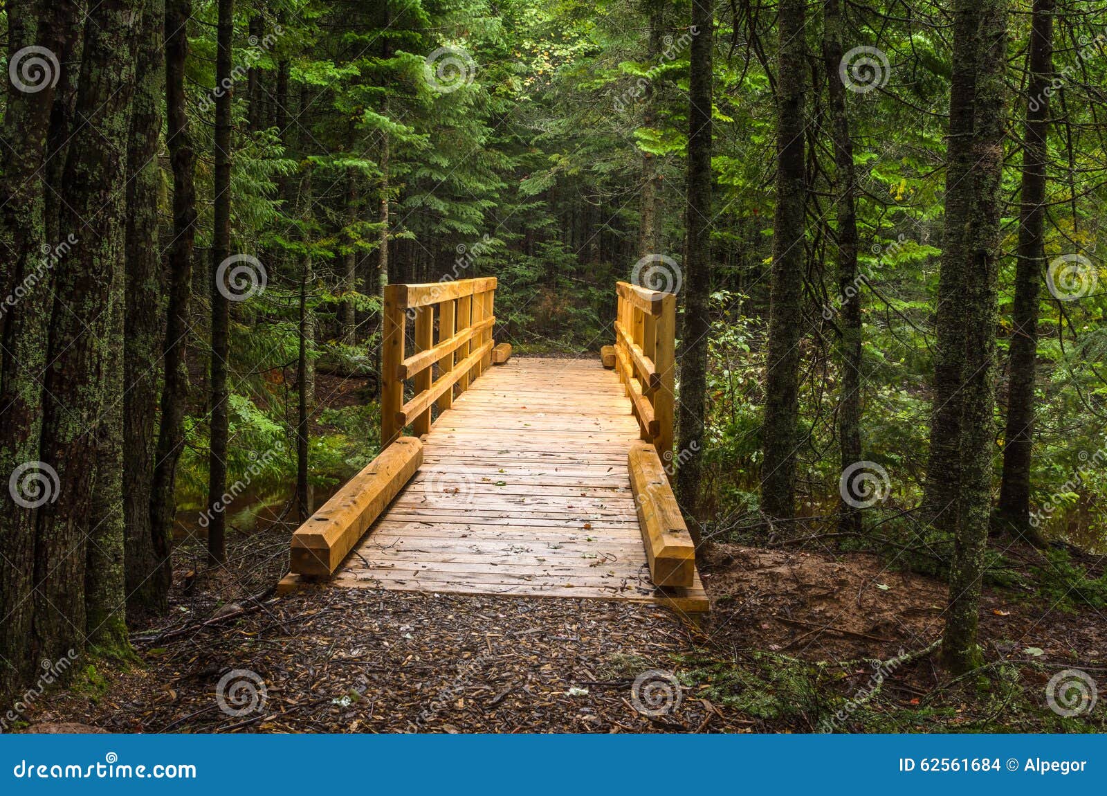 Wooden Bridge in a Forest stock photo. Image of footpath - 62561684