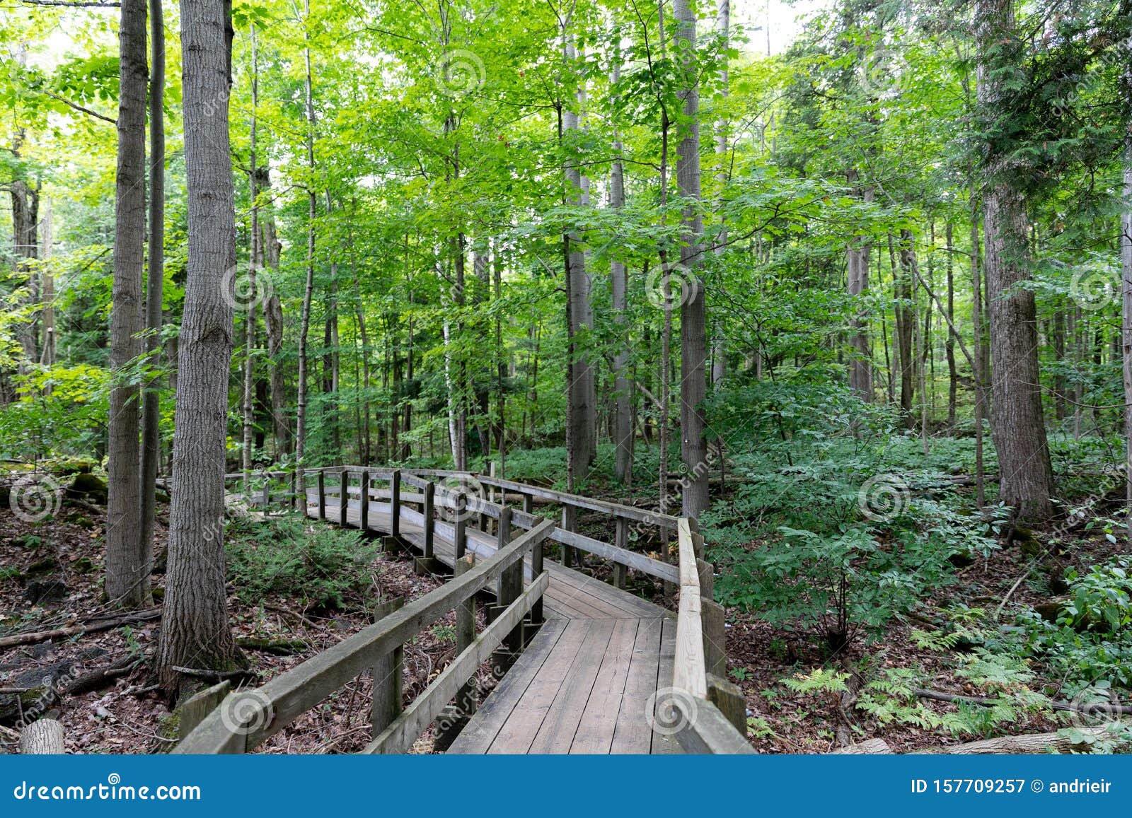 Wooden Bridge in the Forest Stock Image - Image of tree, jungle: 157709257