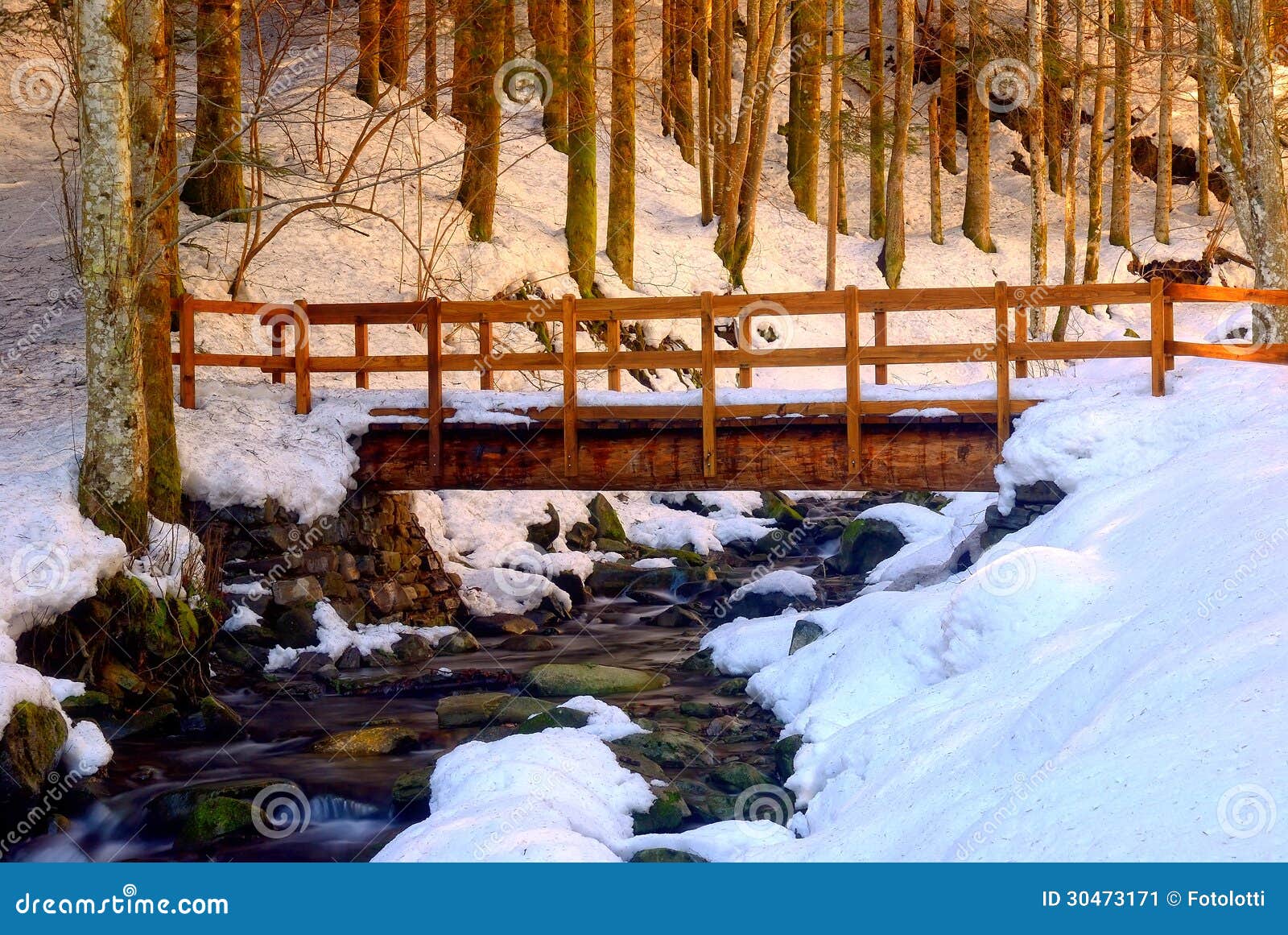 Wooden Bridge in the Forest Stock Image - Image of wild, scene: 30473171