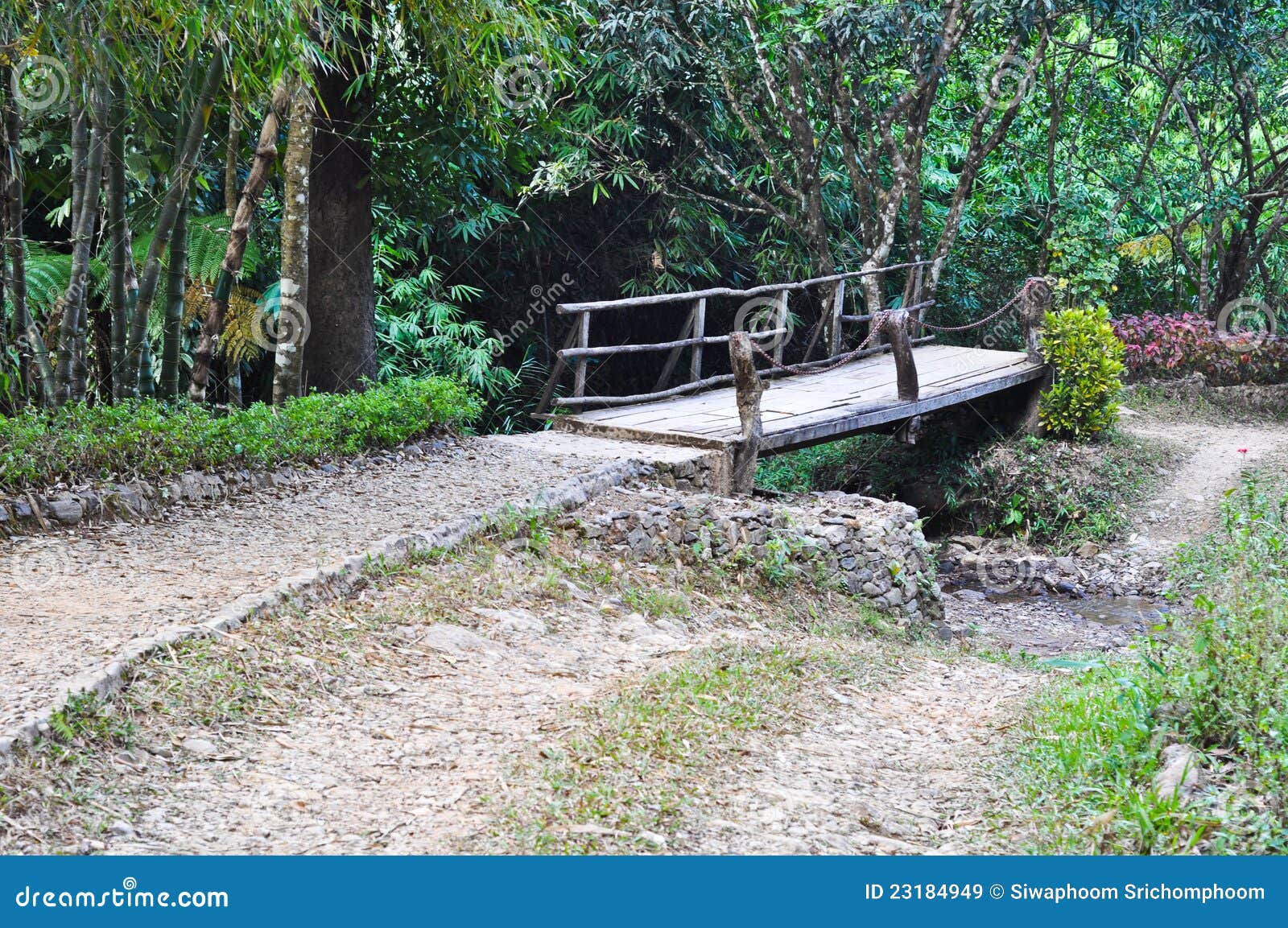 Wooden Bridge in the Forest,Pilok Stock Image - Image of resort, green ...