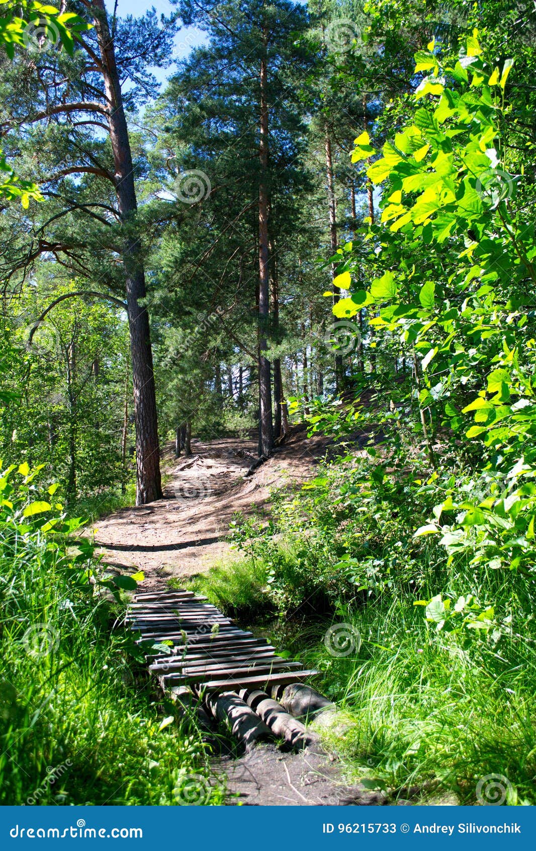 Wooden Bridge through the Forest River Stock Image - Image of green ...
