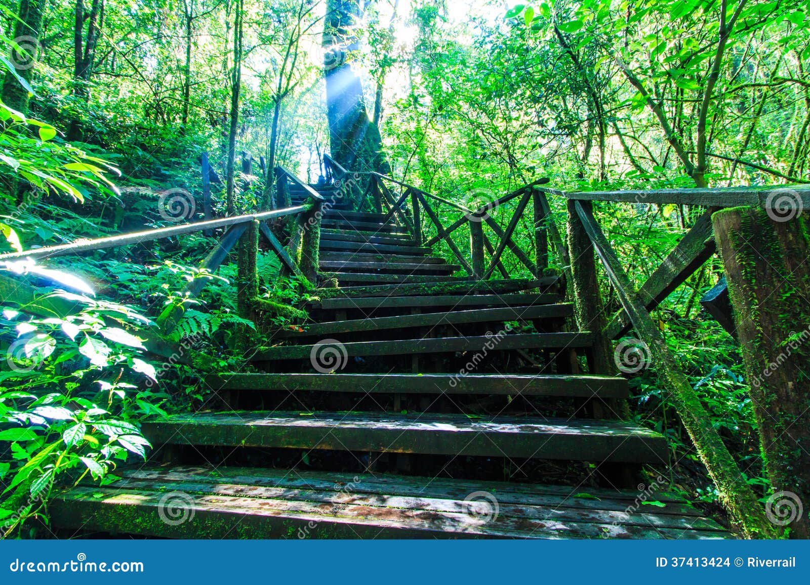 Wooden Bridge in the Forest Stock Photo - Image of forest, bridge: 37413424