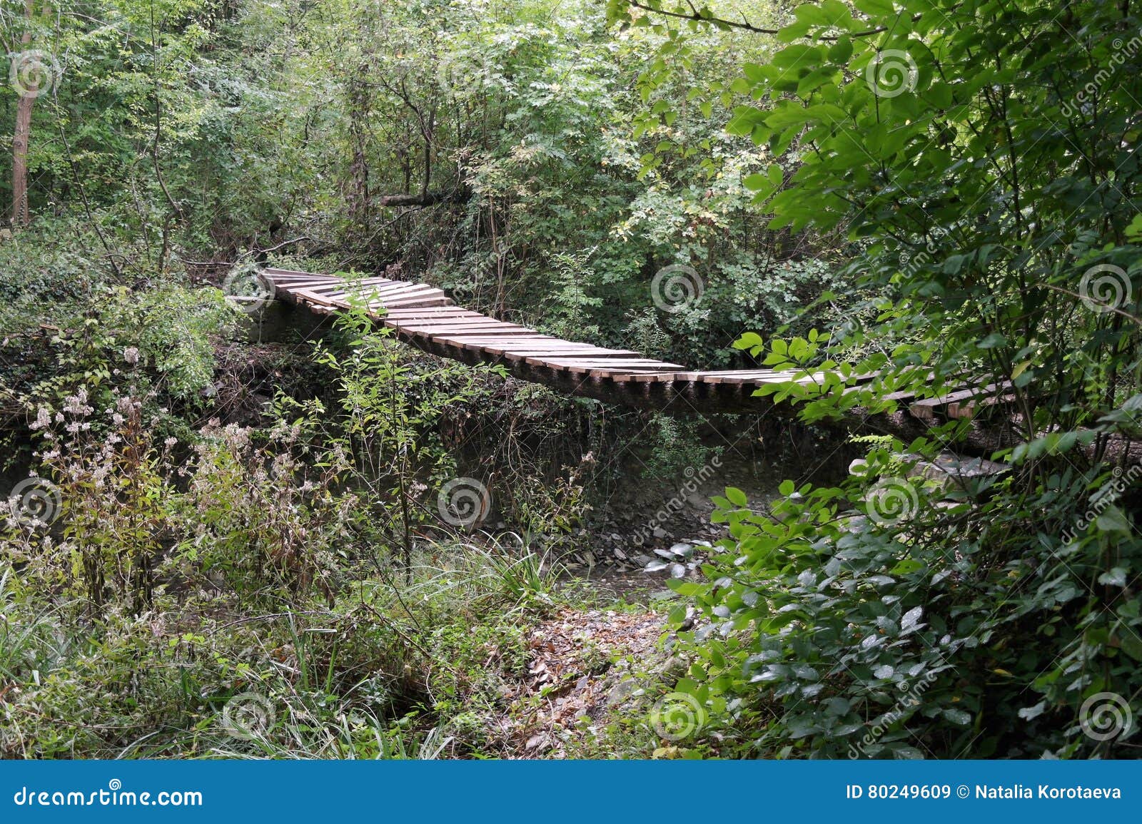 Wooden Bridge in the Forest Stock Image - Image of magical, ravine ...