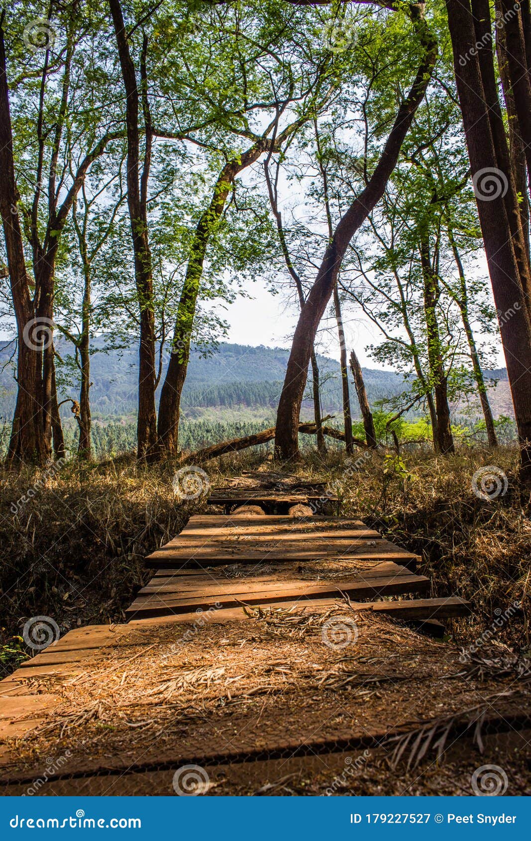 Wooden bridge in a forrest stock image. Image of wood - 179227527