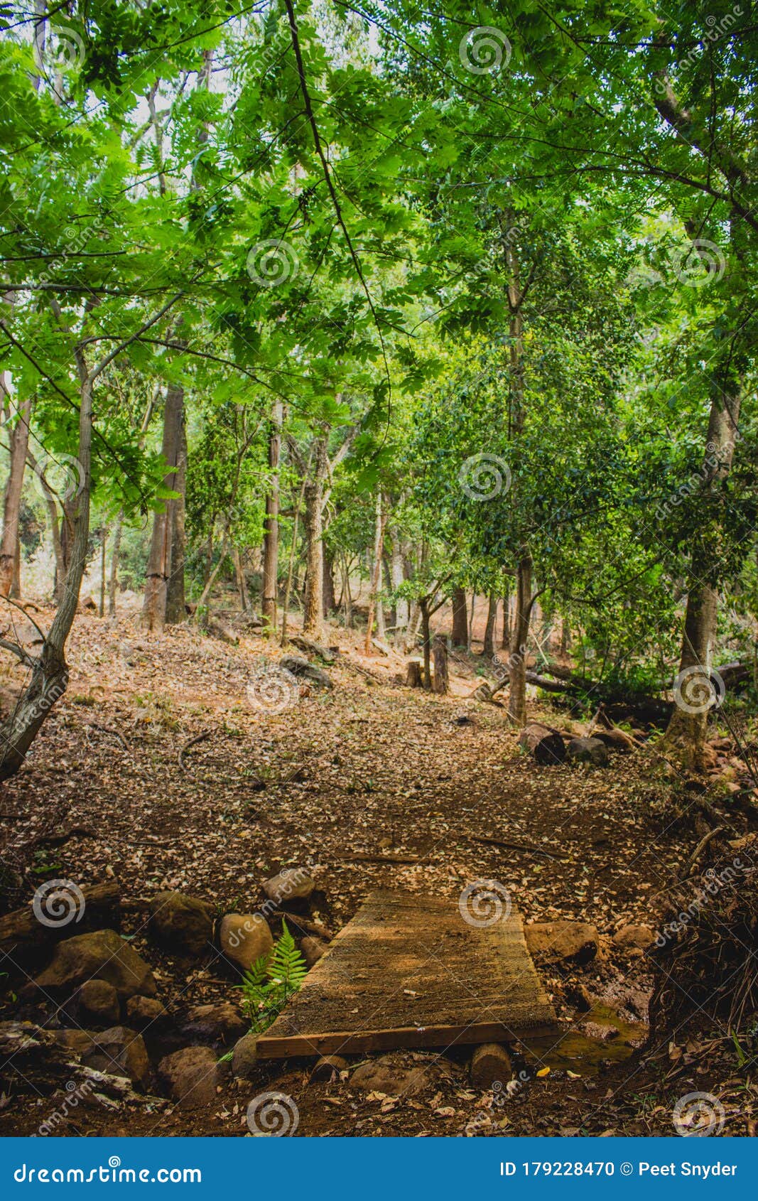 Wooden Bridge in the Forrest To Cross Stream Stock Photo - Image of ...