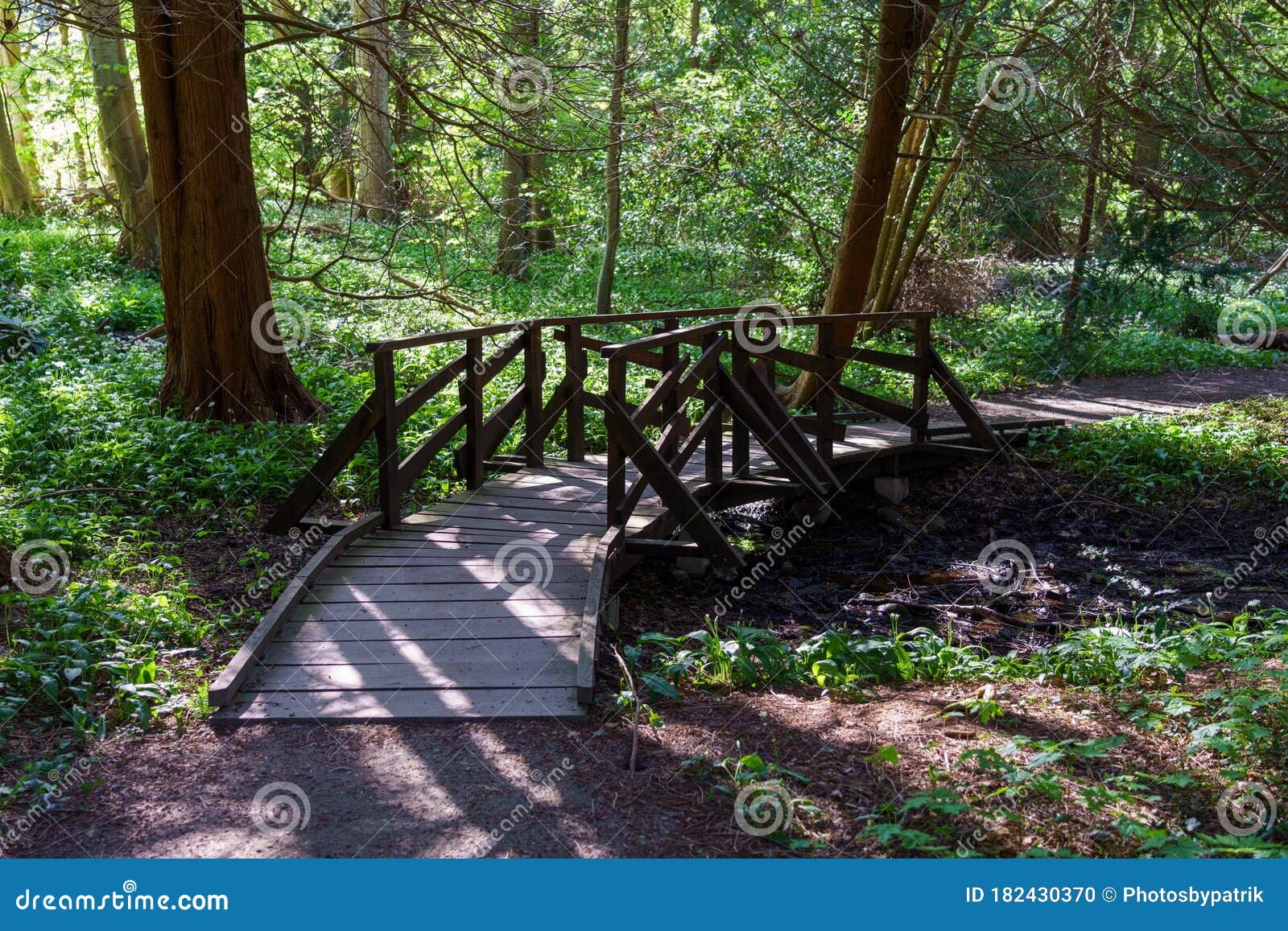 Wooden Bridge in Green Forest. Stock Photo - Image of sunlight ...