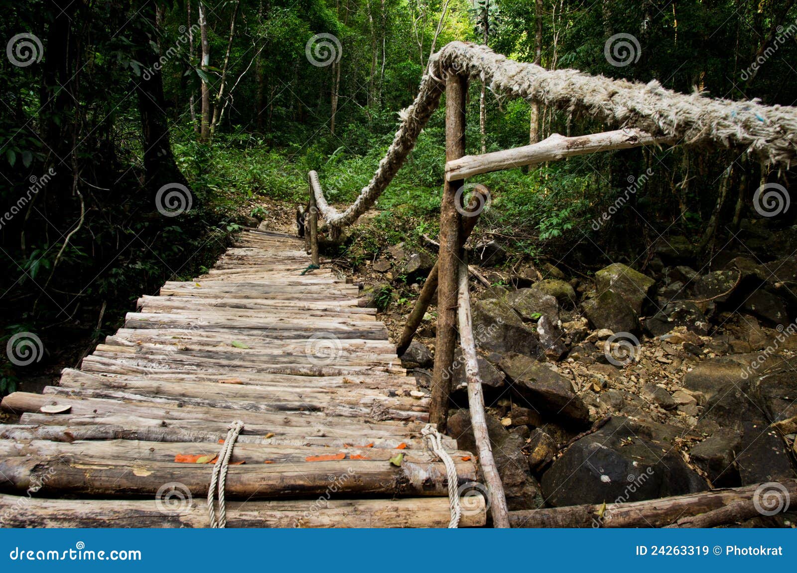 Wooden bridge in jungle stock image. Image of jungle - 24263319