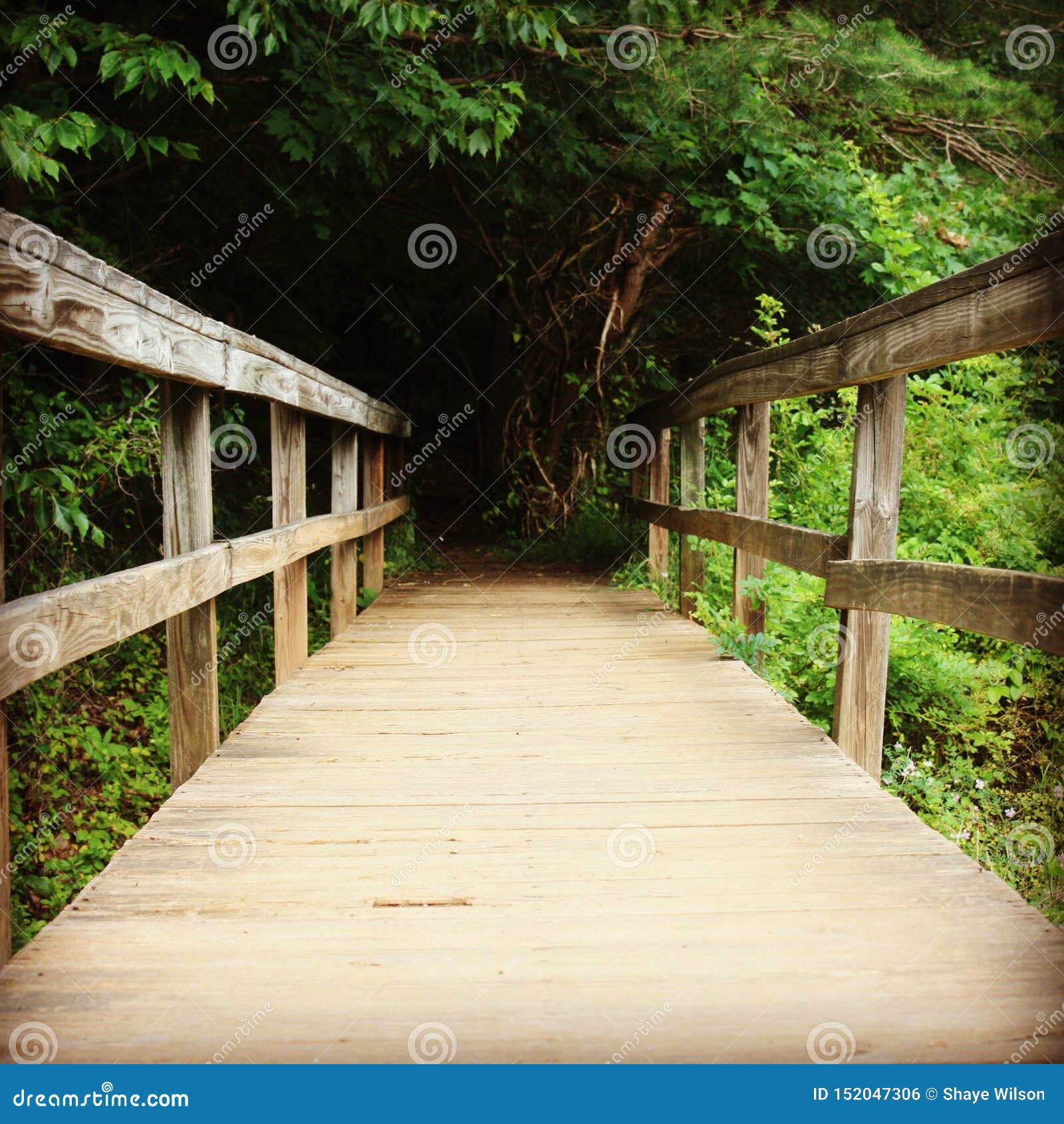Wooden Bridge Leading into the Forest. Stock Photo - Image of wooden ...