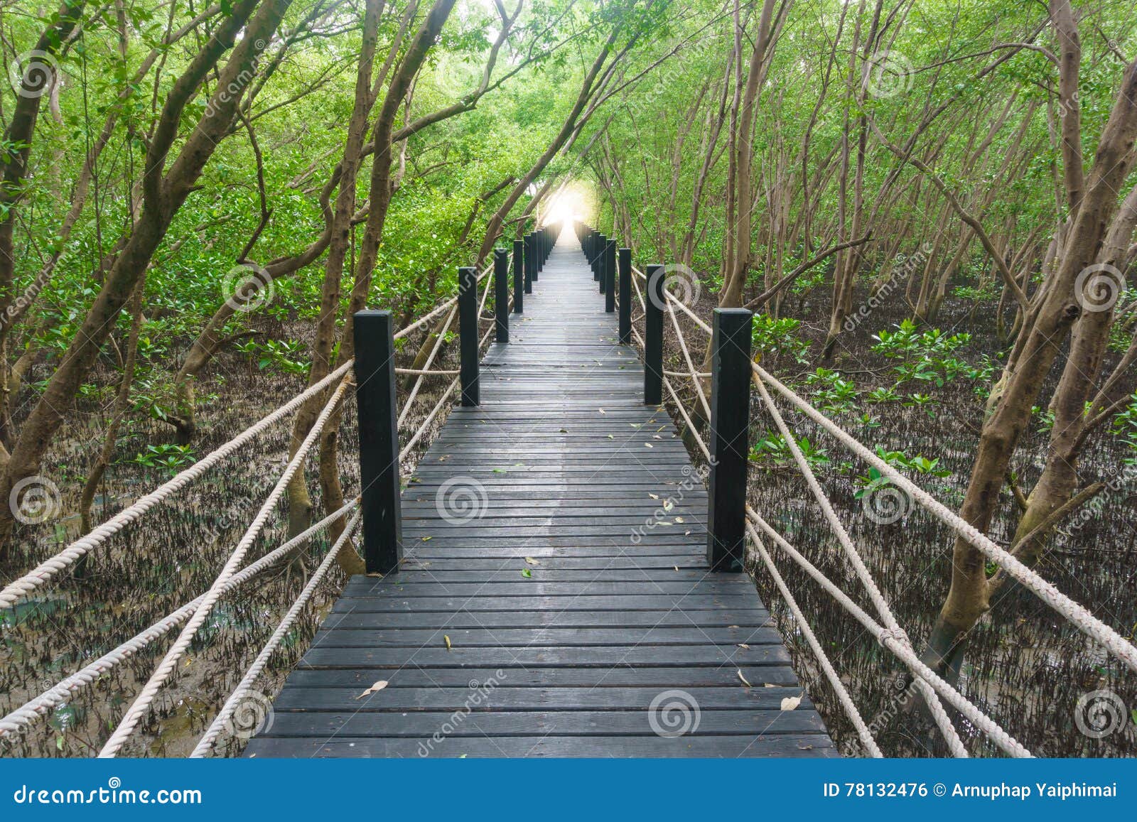 Wooden bridge in natural stock photo. Image of beautiful - 78132476