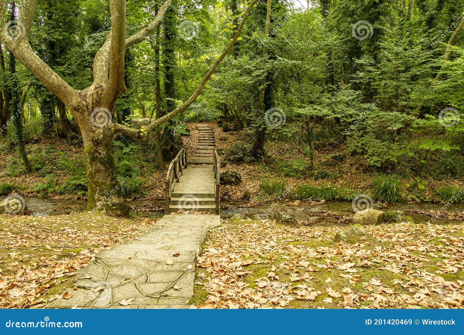 Wooden Bridge Over a Narrow River in a Dense Forest Stock Image - Image ...