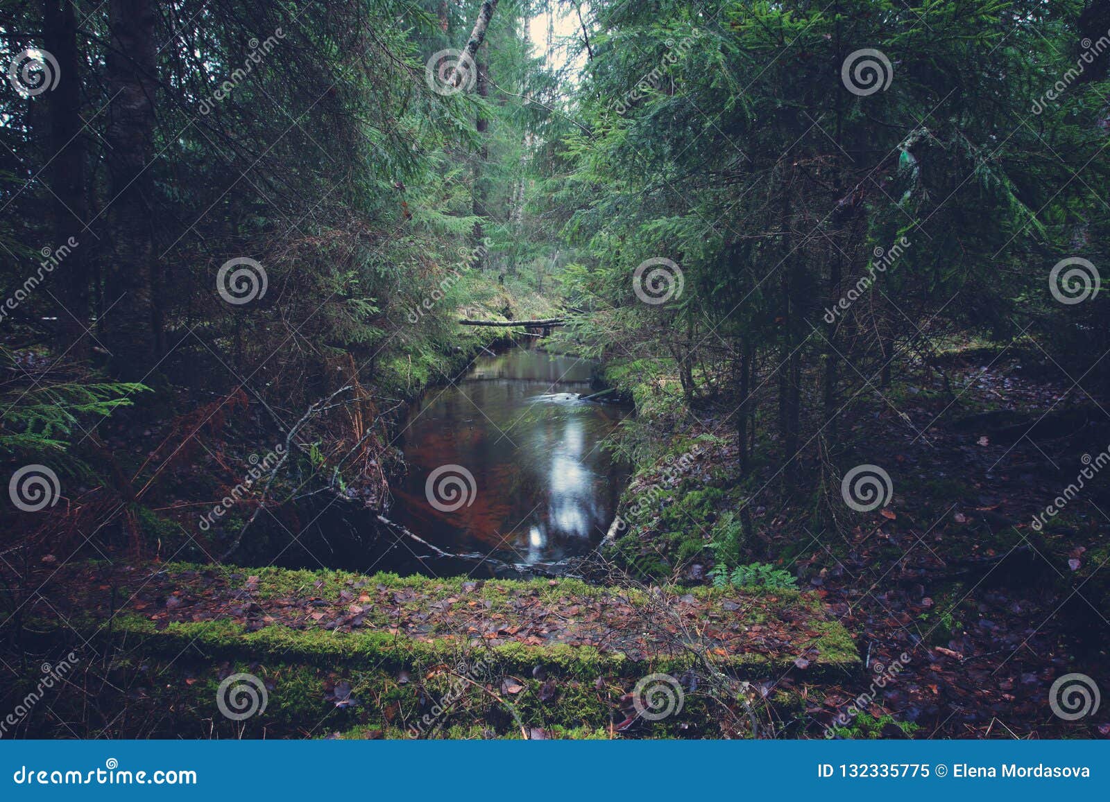 Wooden Bridge Over the River in the Forest Stock Image - Image of cross ...