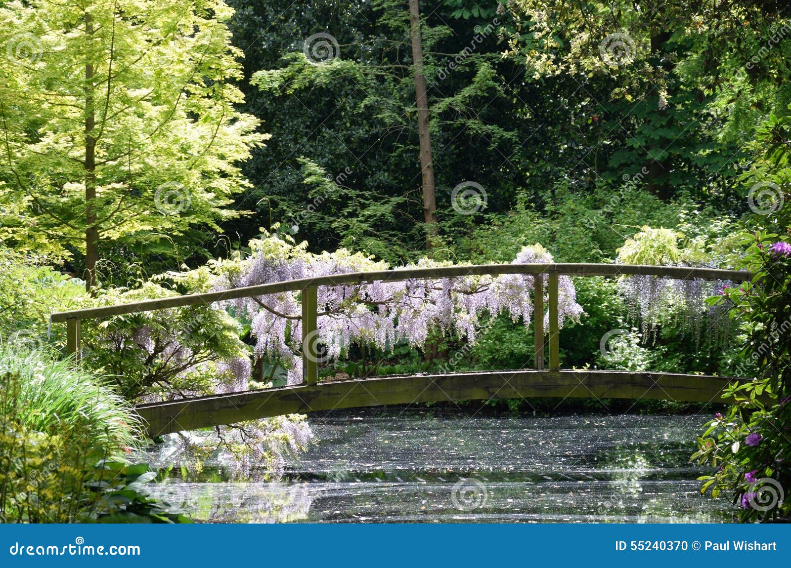Wooden Bridge Over Stream with Wisteria Stock Photo - Image of walking ...