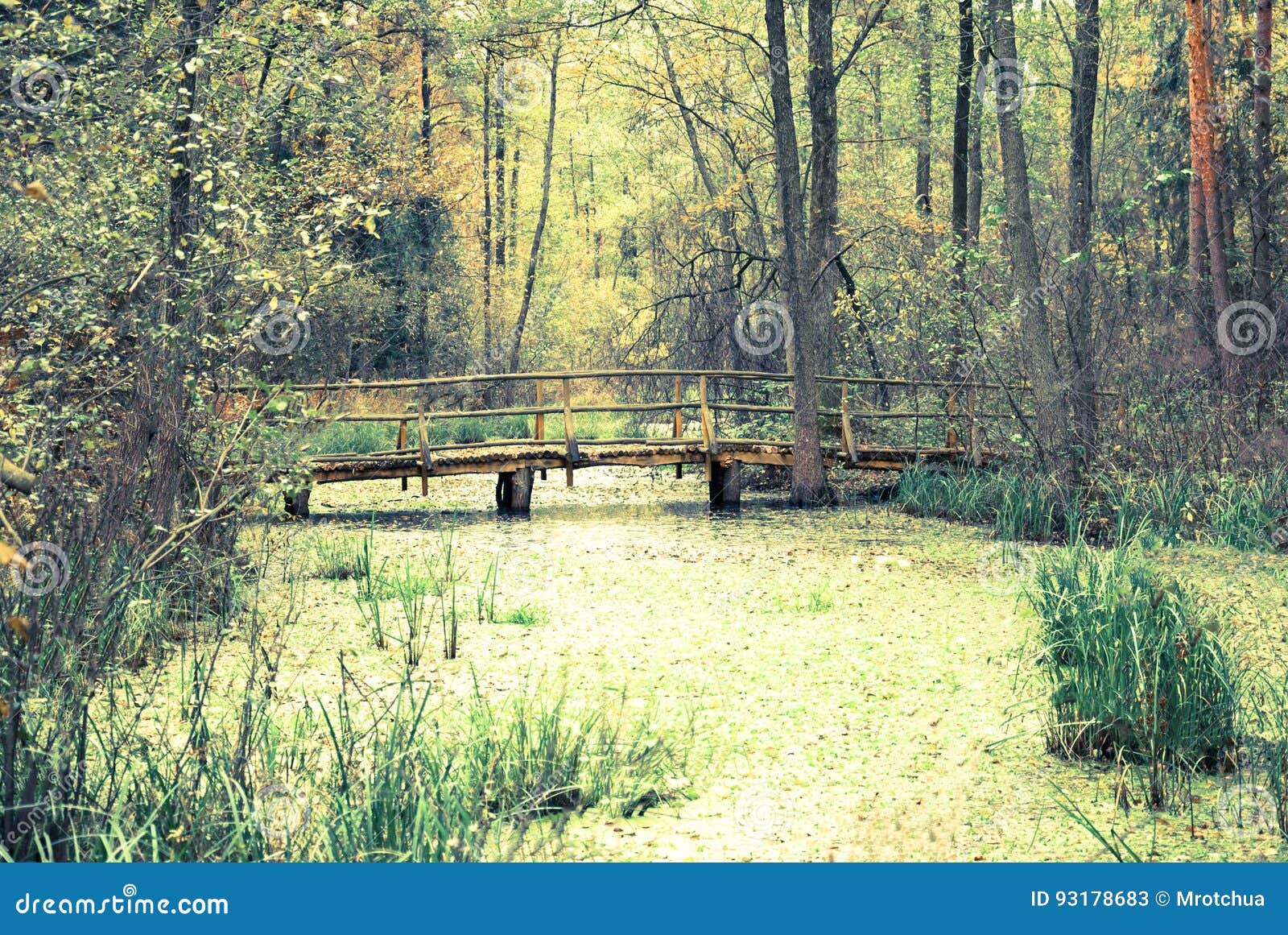 Wooden Bridge Over Swamp in Forest Stock Image - Image of duckweed ...