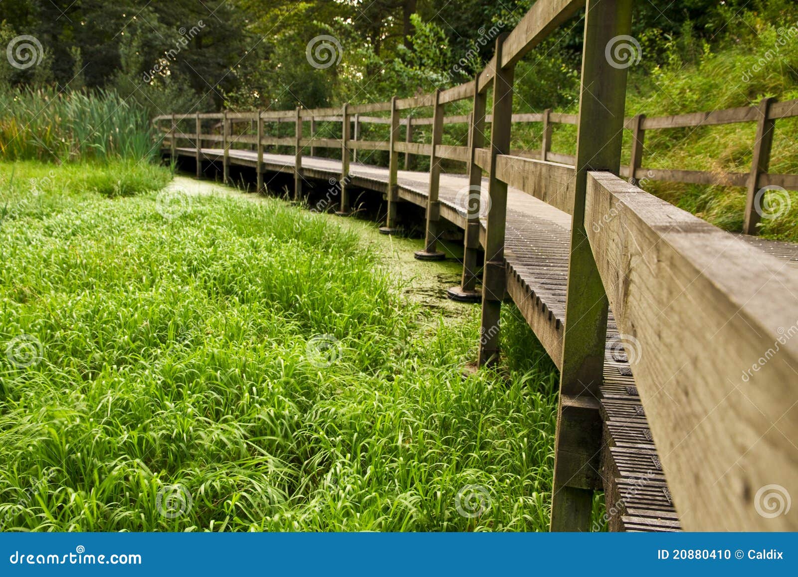 Wooden bridge path stock photo. Image of hiking, pathway - 20880410
