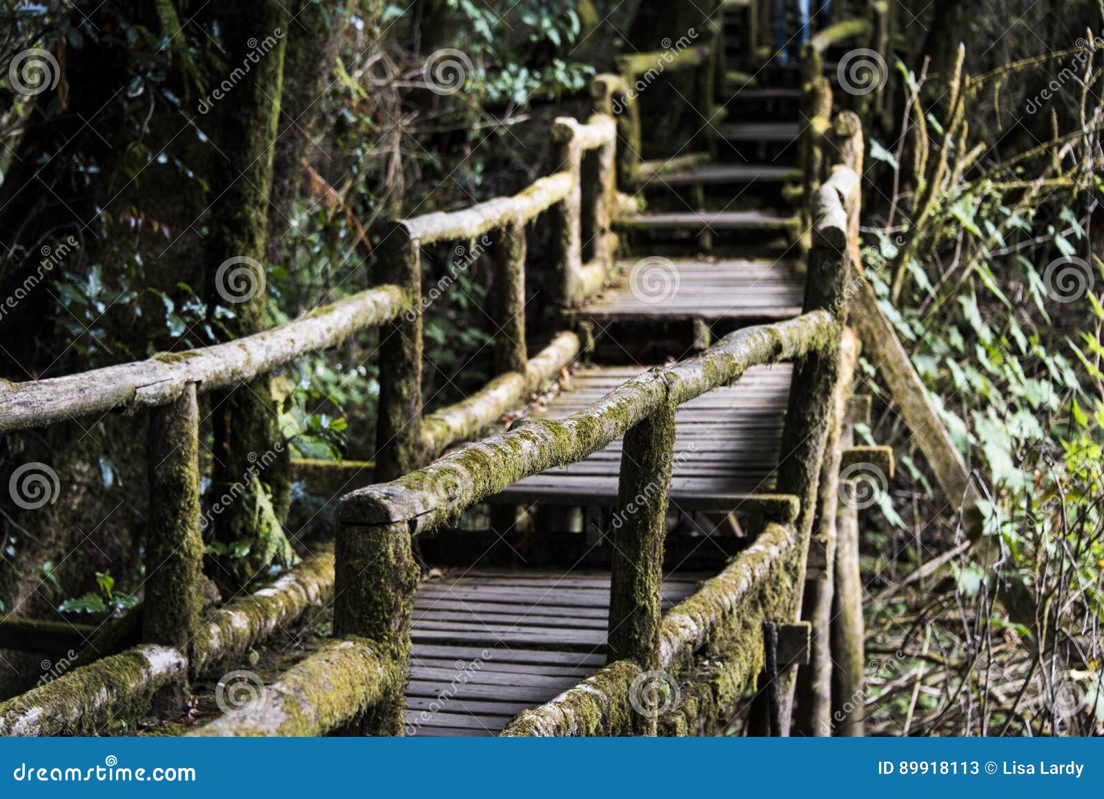 Wooden Bridge or Path in the Forest Stock Image - Image of walkway ...
