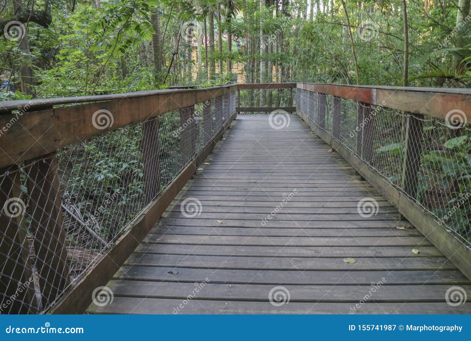 Wooden Bridge Path Way Inside Rain Forest Stock Image - Image of green ...