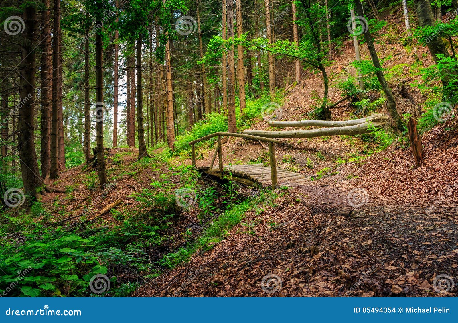 Wooden Bridge in Pine Forest Stock Photo - Image of road, destination ...