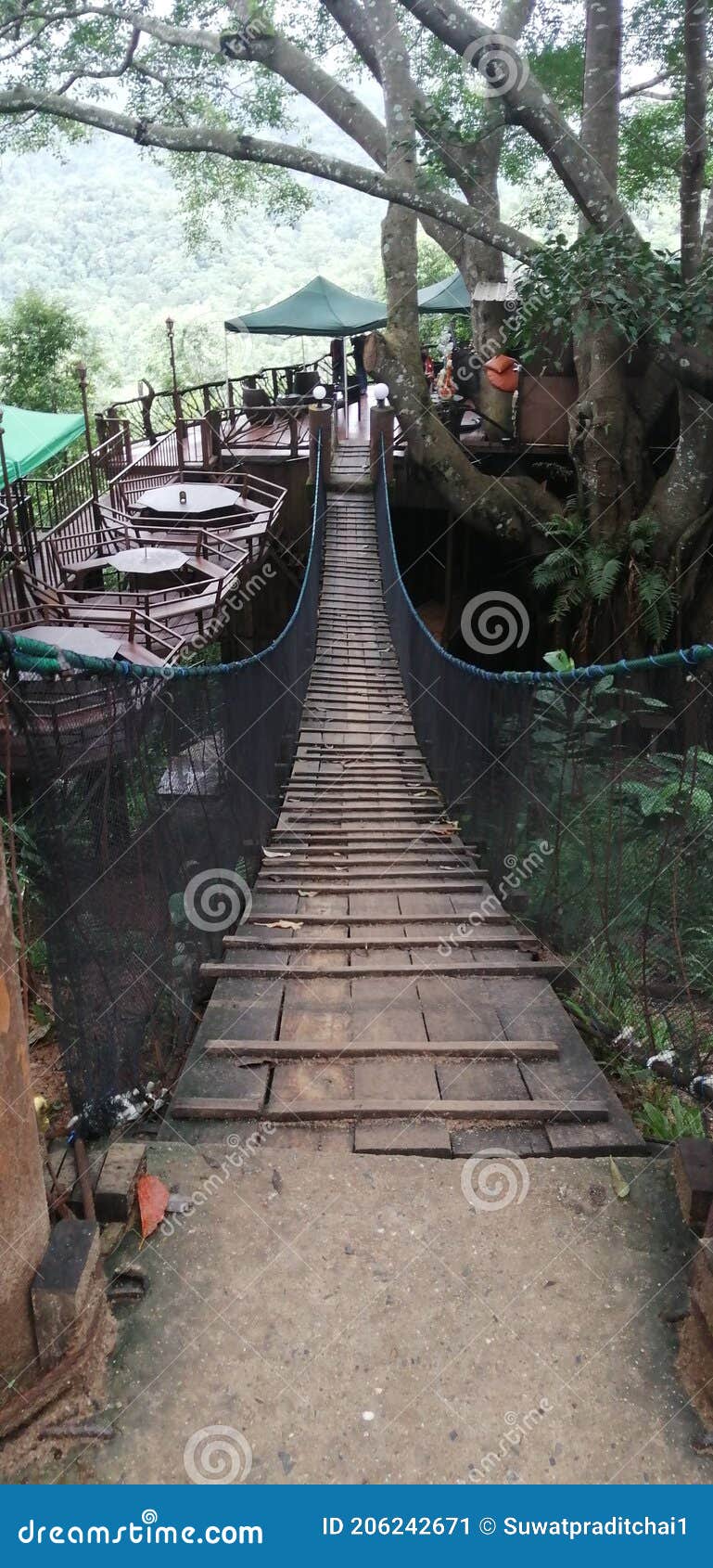 Wooden bridge to big tree stock image. Image of transport - 206242671