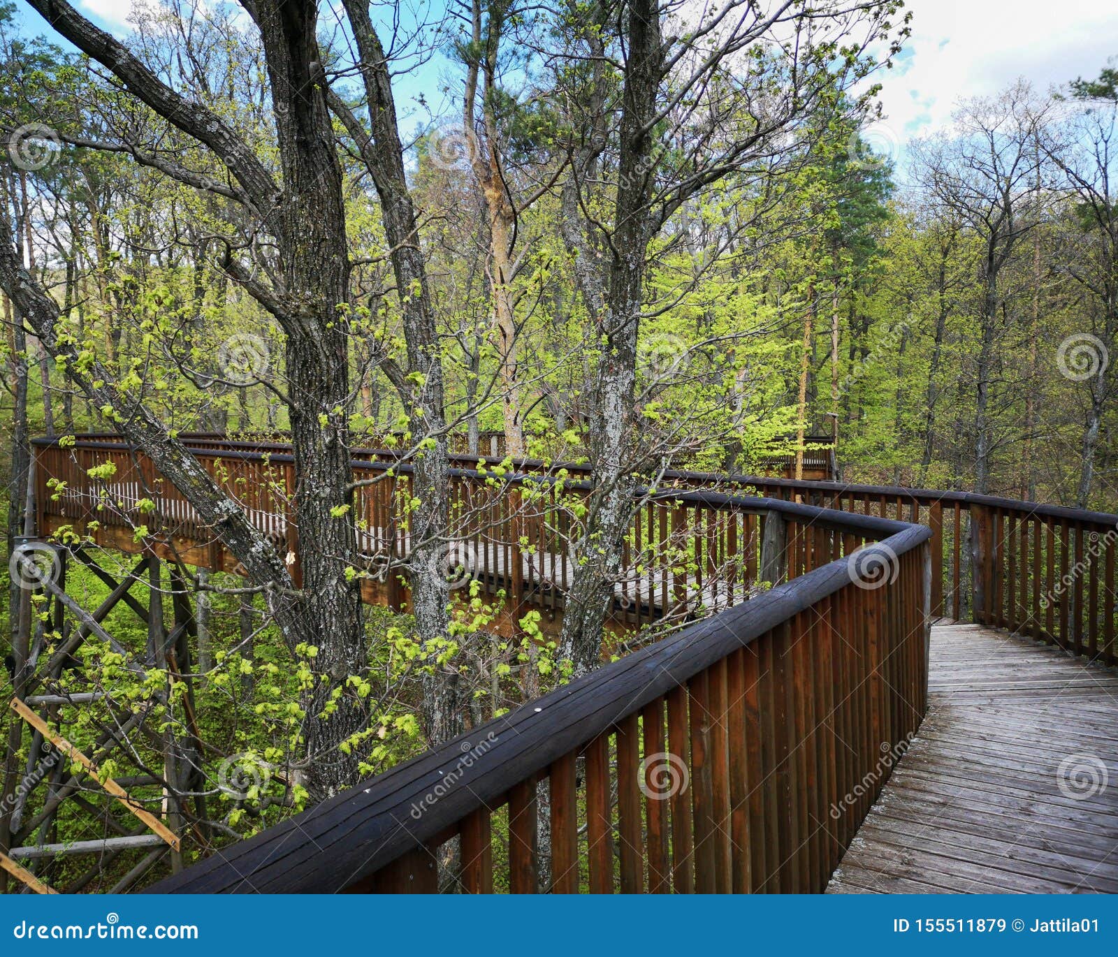 Wooden Bridge at Tree Top Height in Austria Stock Image - Image of ...