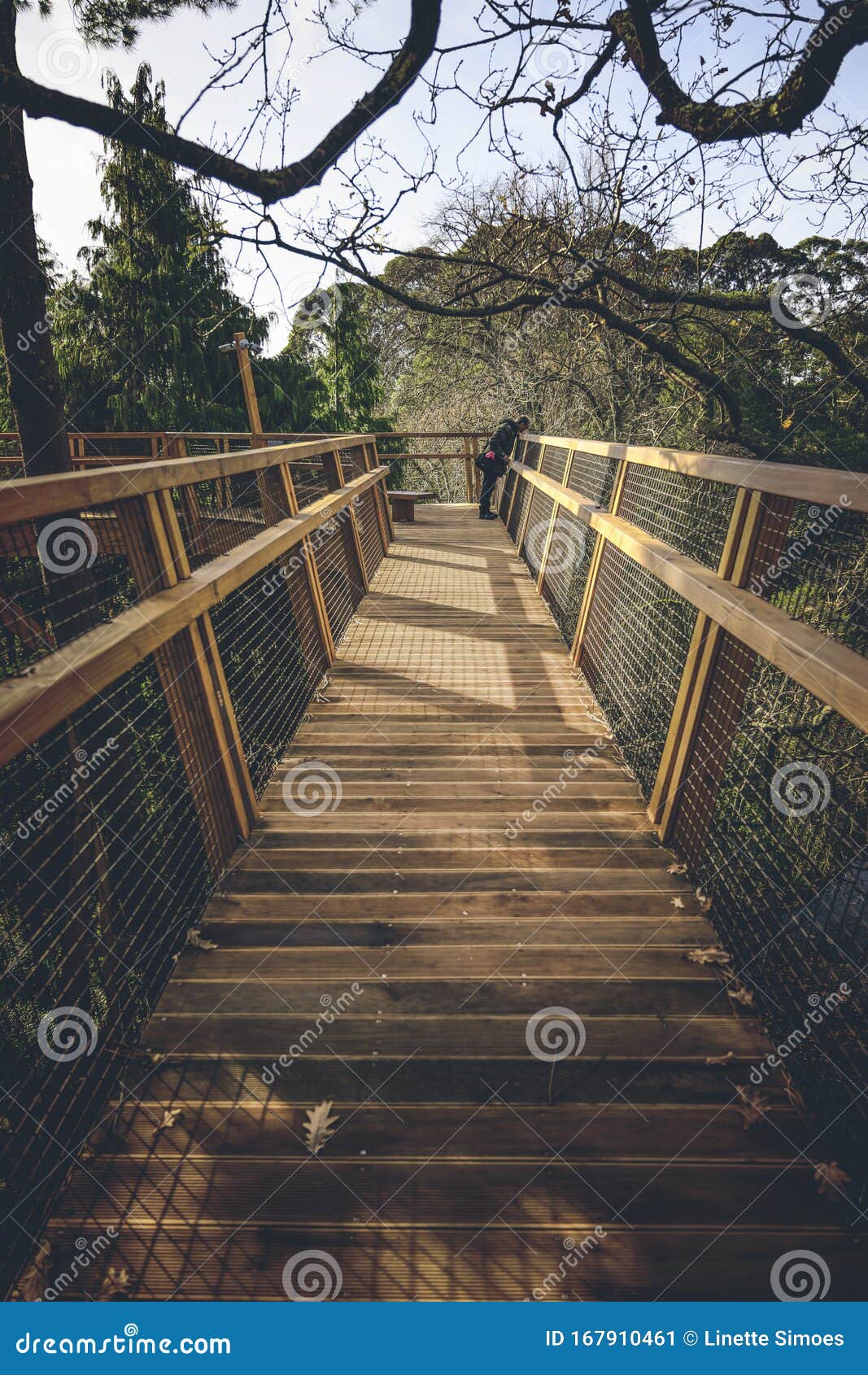 Wooden Bridge through the Trees Stock Image - Image of senicview ...