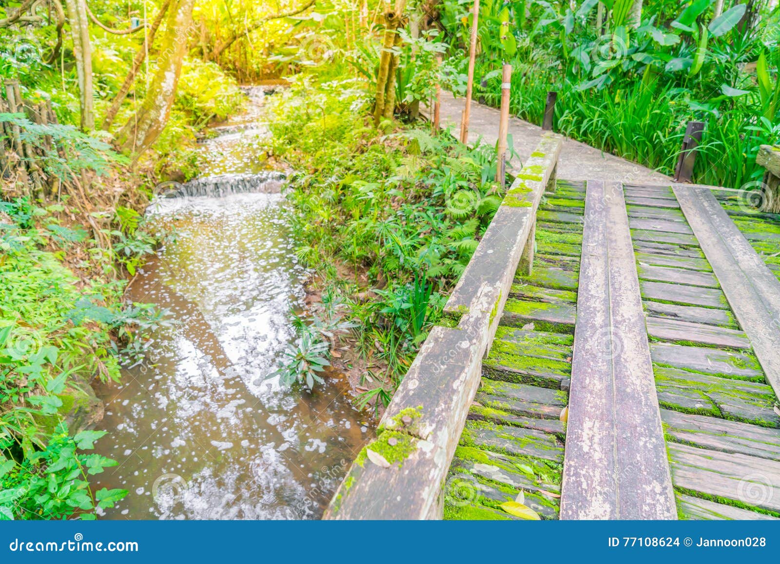 Wooden Bridge in Tropical Green Forest Covered with Moss . Stock Photo ...