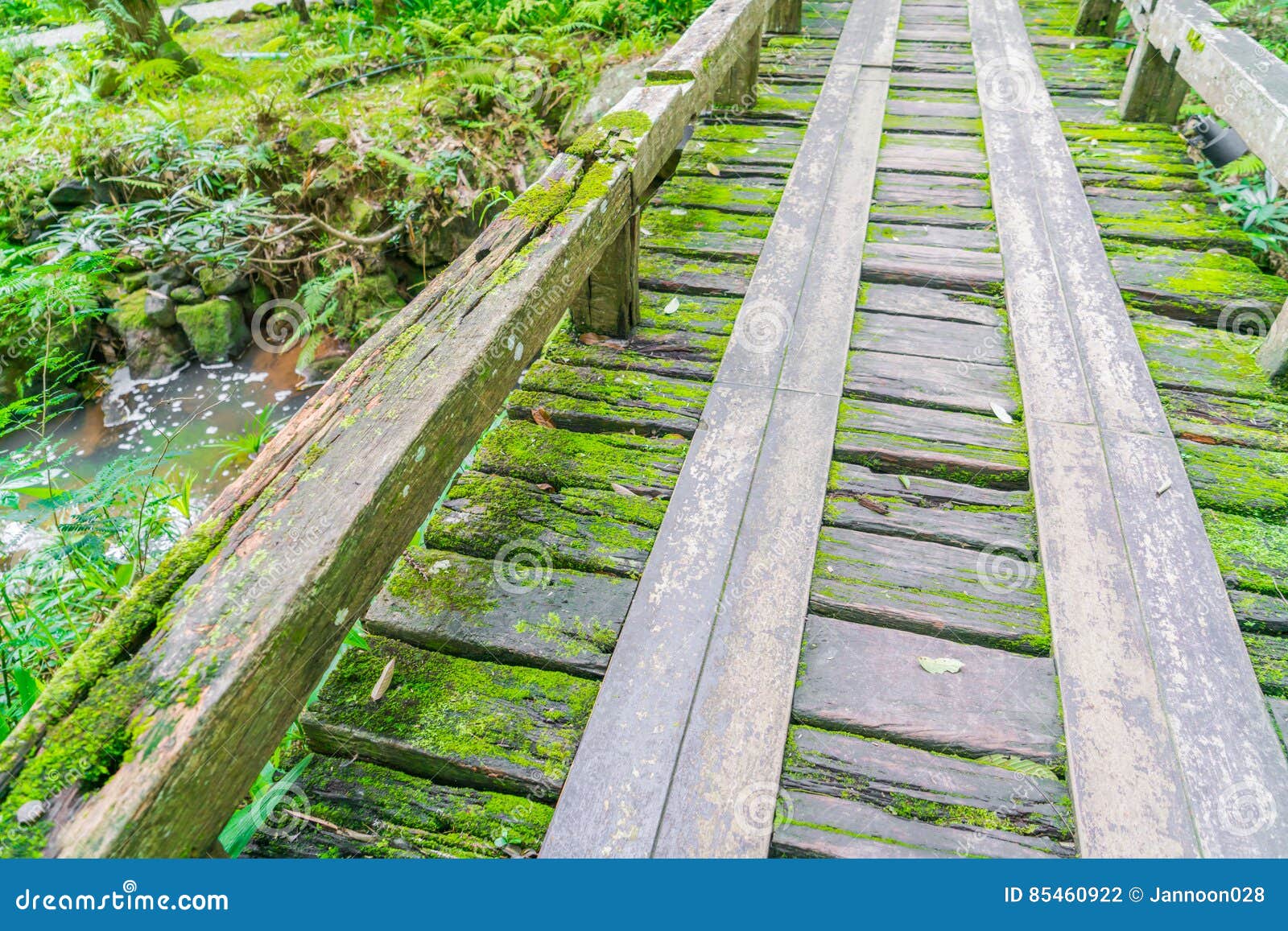 Wooden Bridge in Tropical Green Forest Covered with Moss . Stock Photo ...