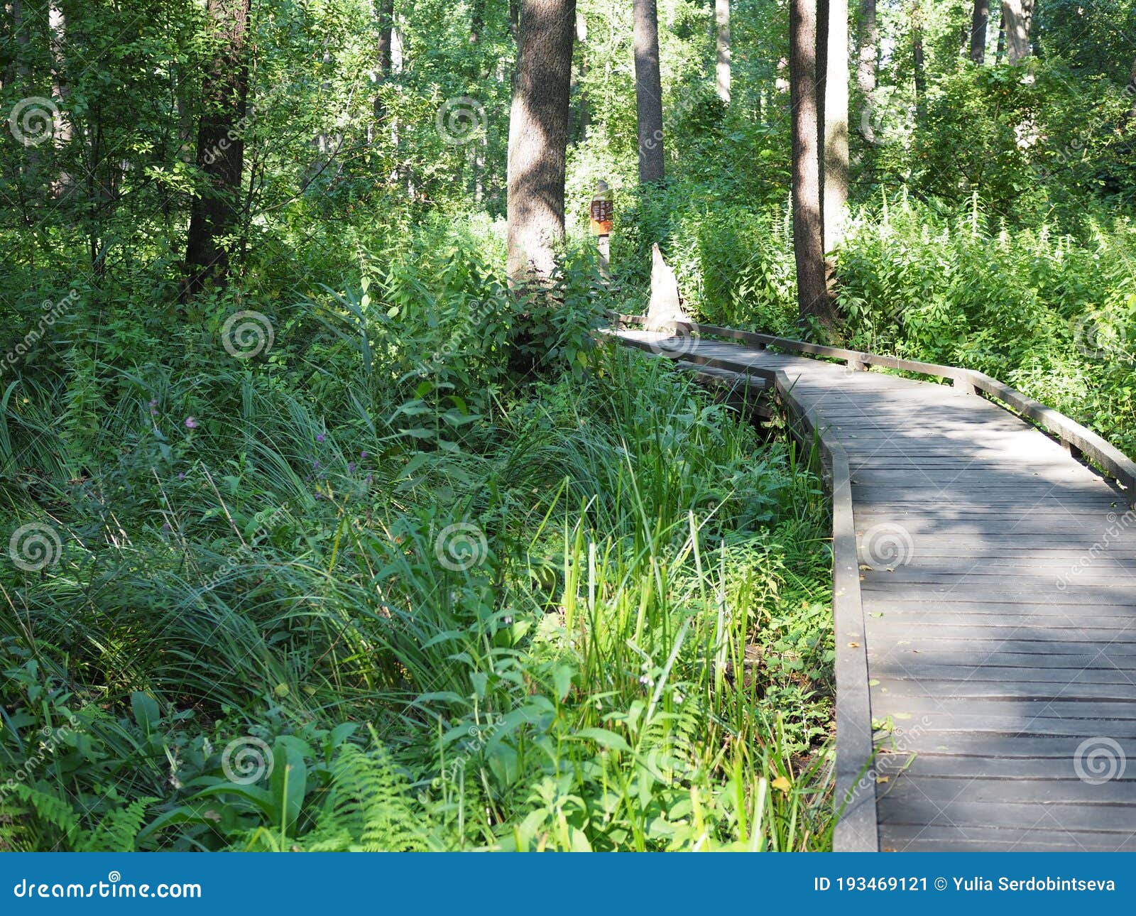 Wooden Bridge Trough the Forest in a Nature Park Stock Image - Image of ...