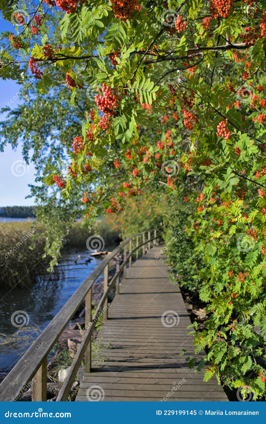 A Wooden Bridge for a Walk Along the River and Red Mountain Ash Trees ...