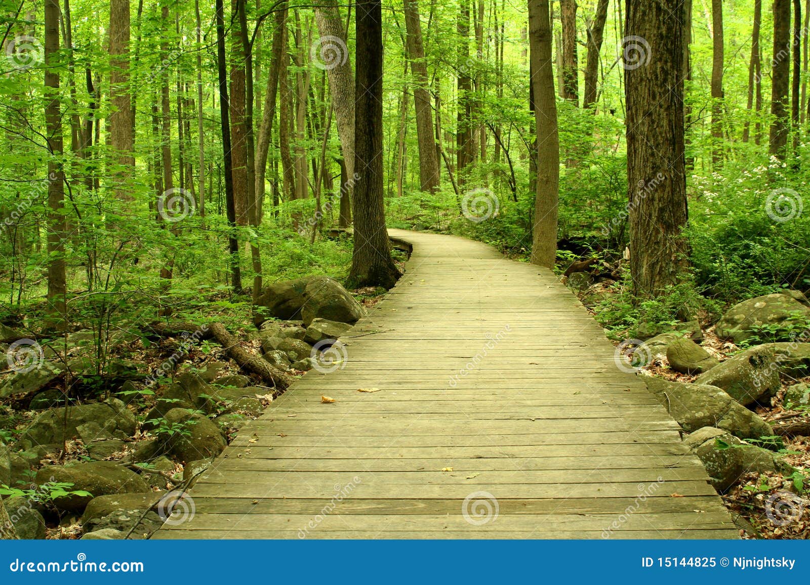 Wooden bridge in the woods stock image. Image of weathered - 15144825