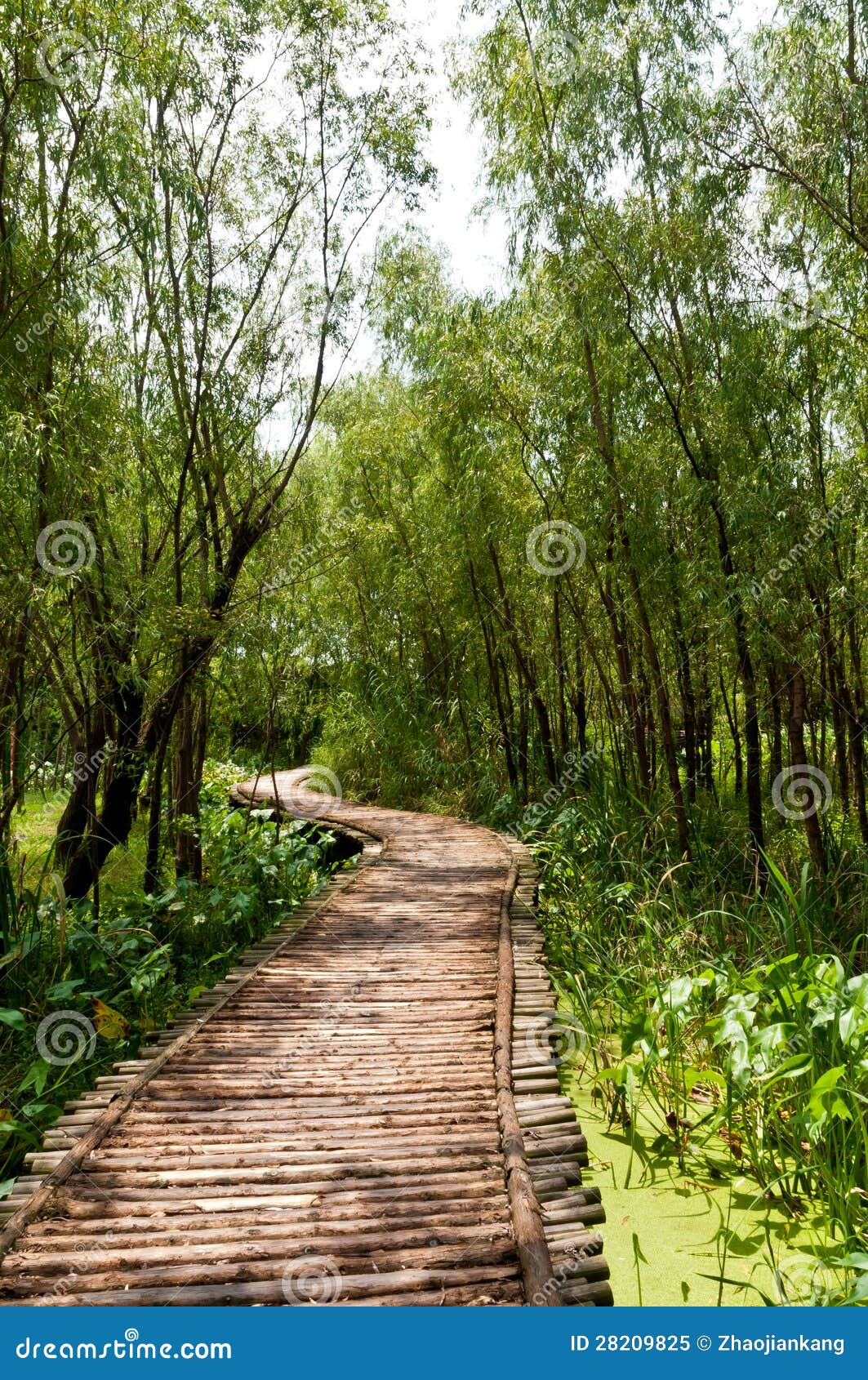 The Wooden Bridge in the Woods Stock Image - Image of details ...
