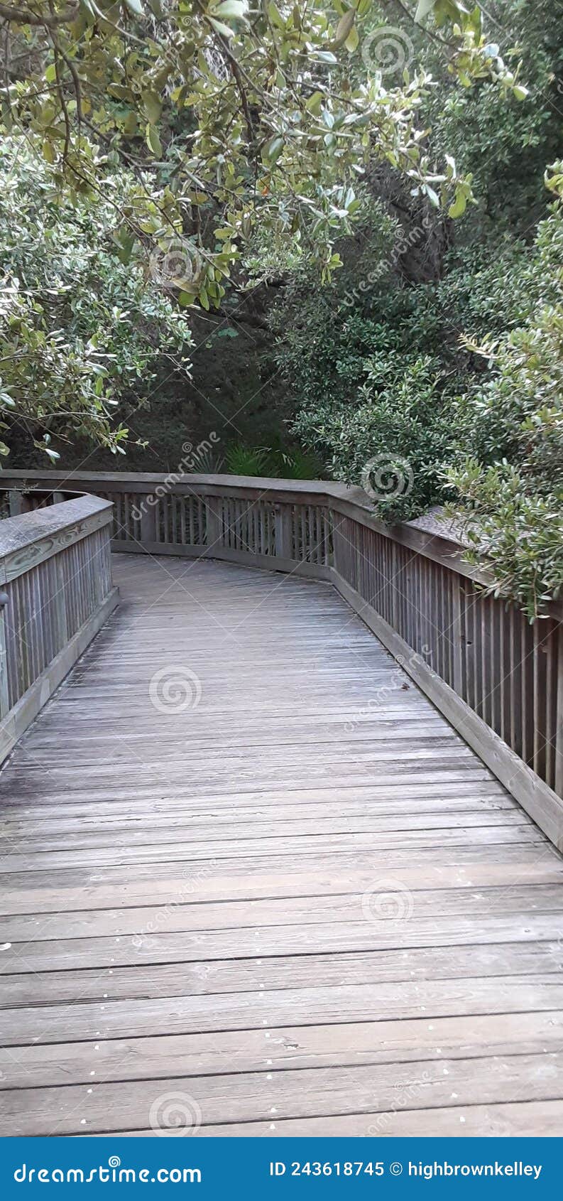 Jekyll island broad walk stock image. Image of wooden - 243618745
