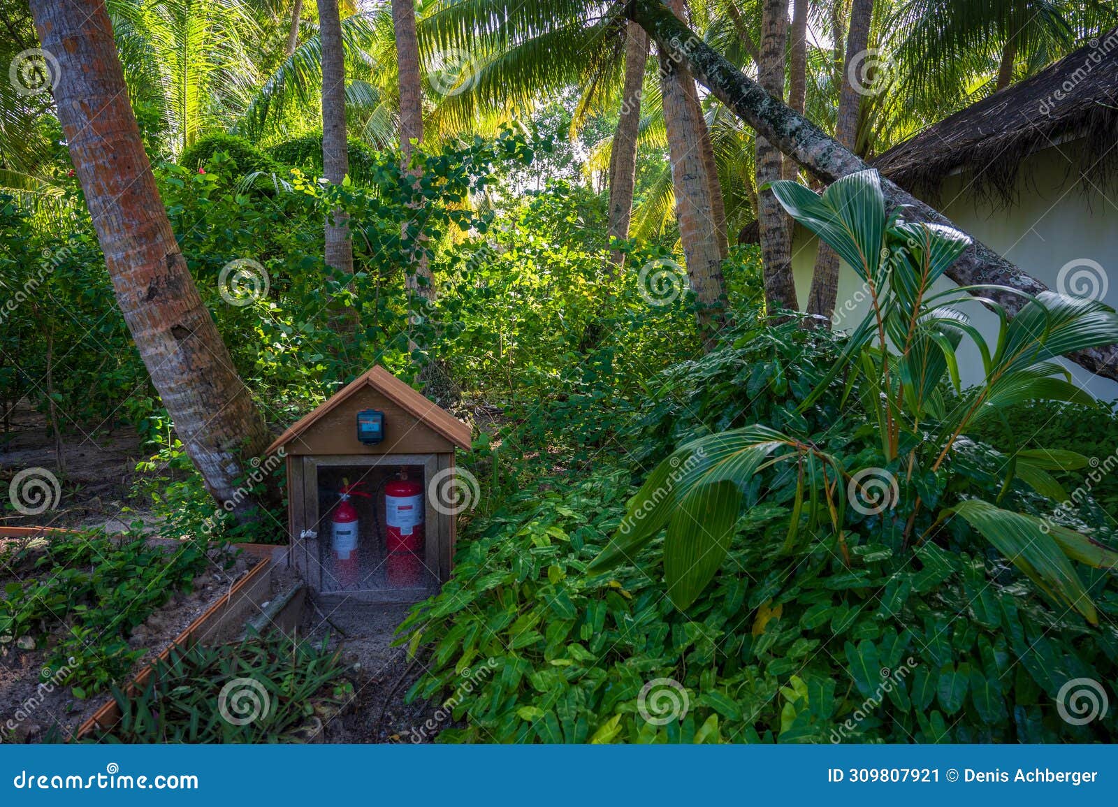Wooden Cabinet with Two Fire Extinguishers in Dense Forest Stock Image ...
