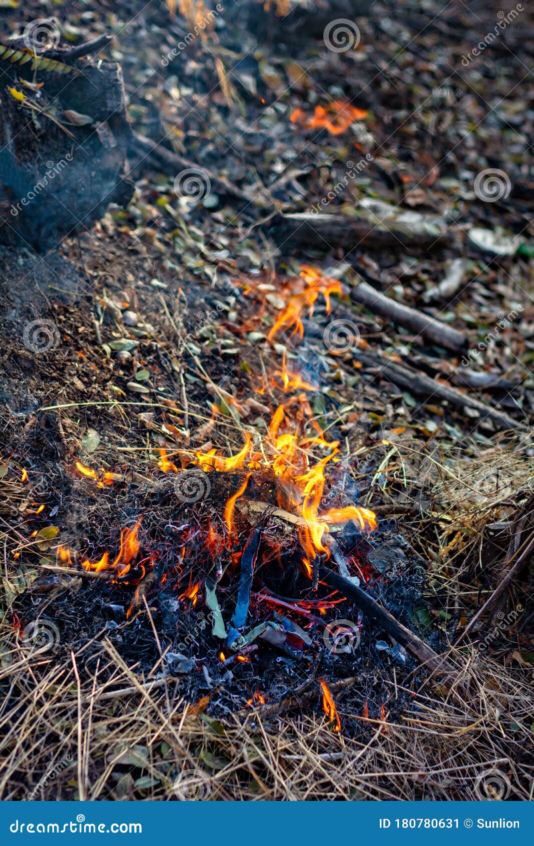 Wooden Camp Fire in the Forest Stock Image - Image of detail, camp ...