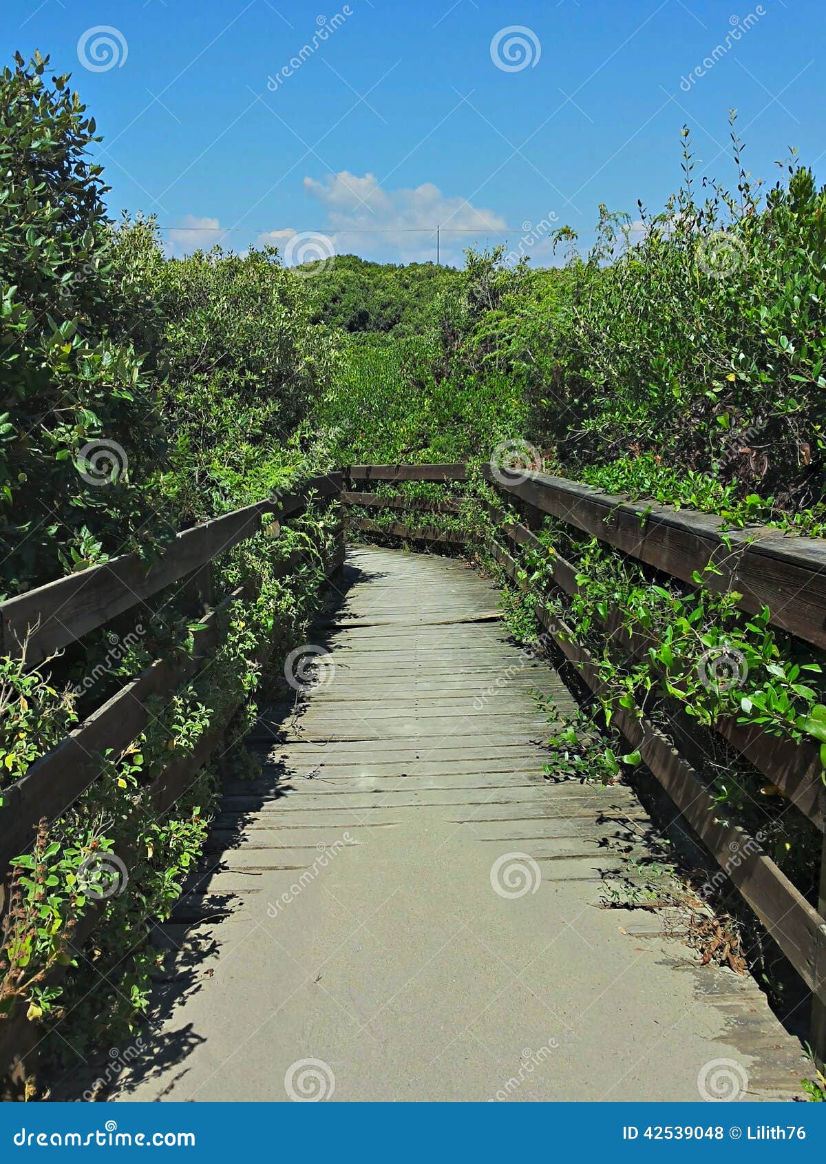 Wooden Catwalk in the Dunes Stock Photo - Image of catwalk, sand: 42539048