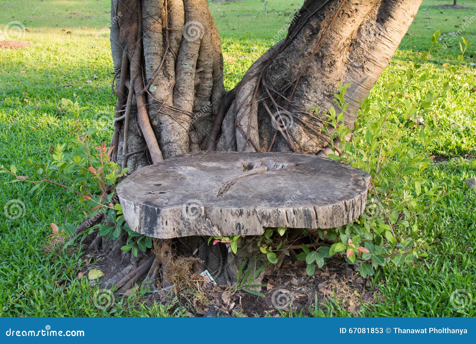 The Wooden Chair Under Ancient Tree Stock Image - Image of white, table ...