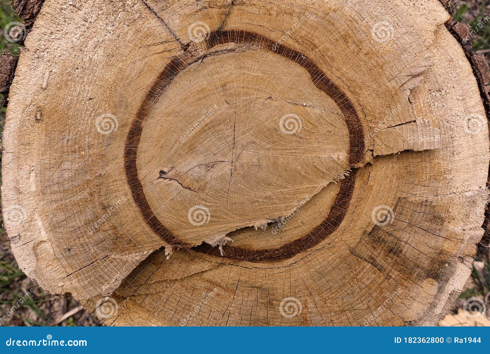 Wooden Circle with a Split Log. Tree Structure Stock Photo - Image of ...