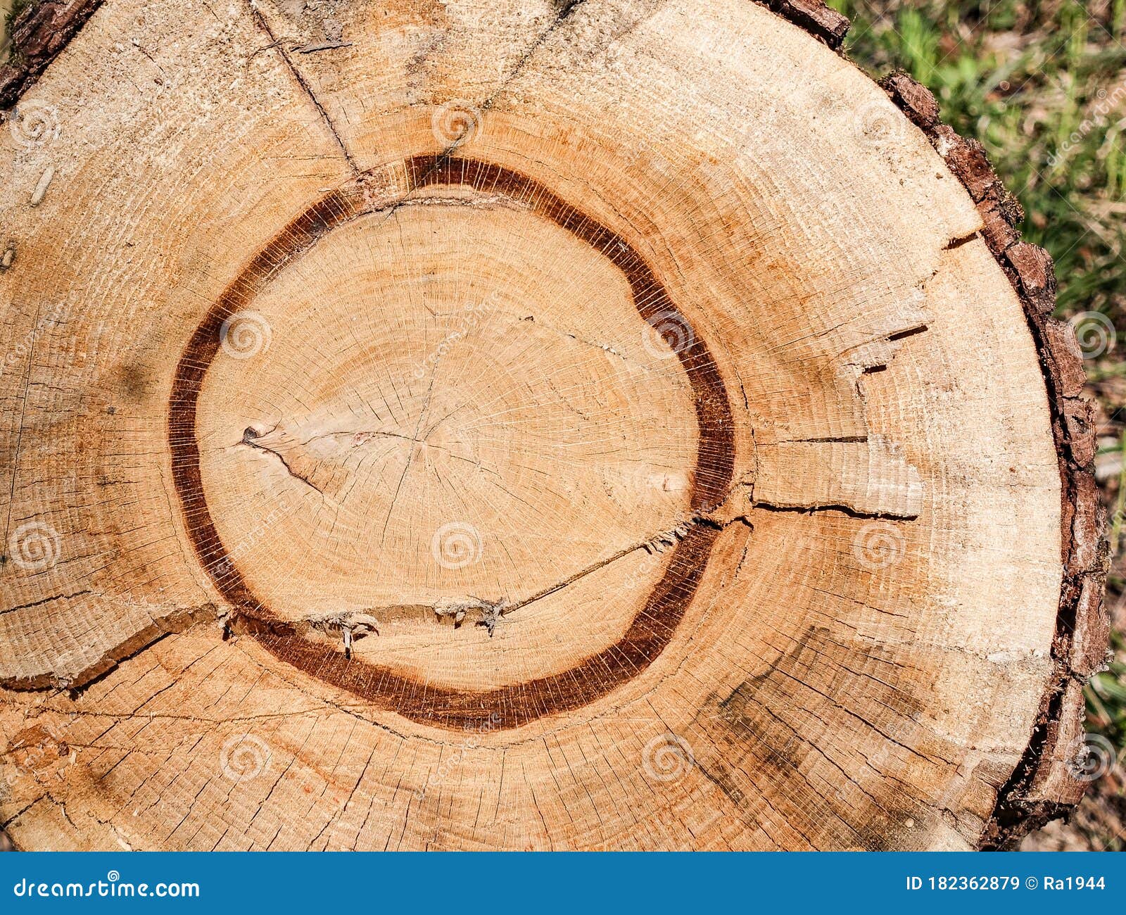 Wooden Circle with a Split Log. Tree Structure Stock Image - Image of ...