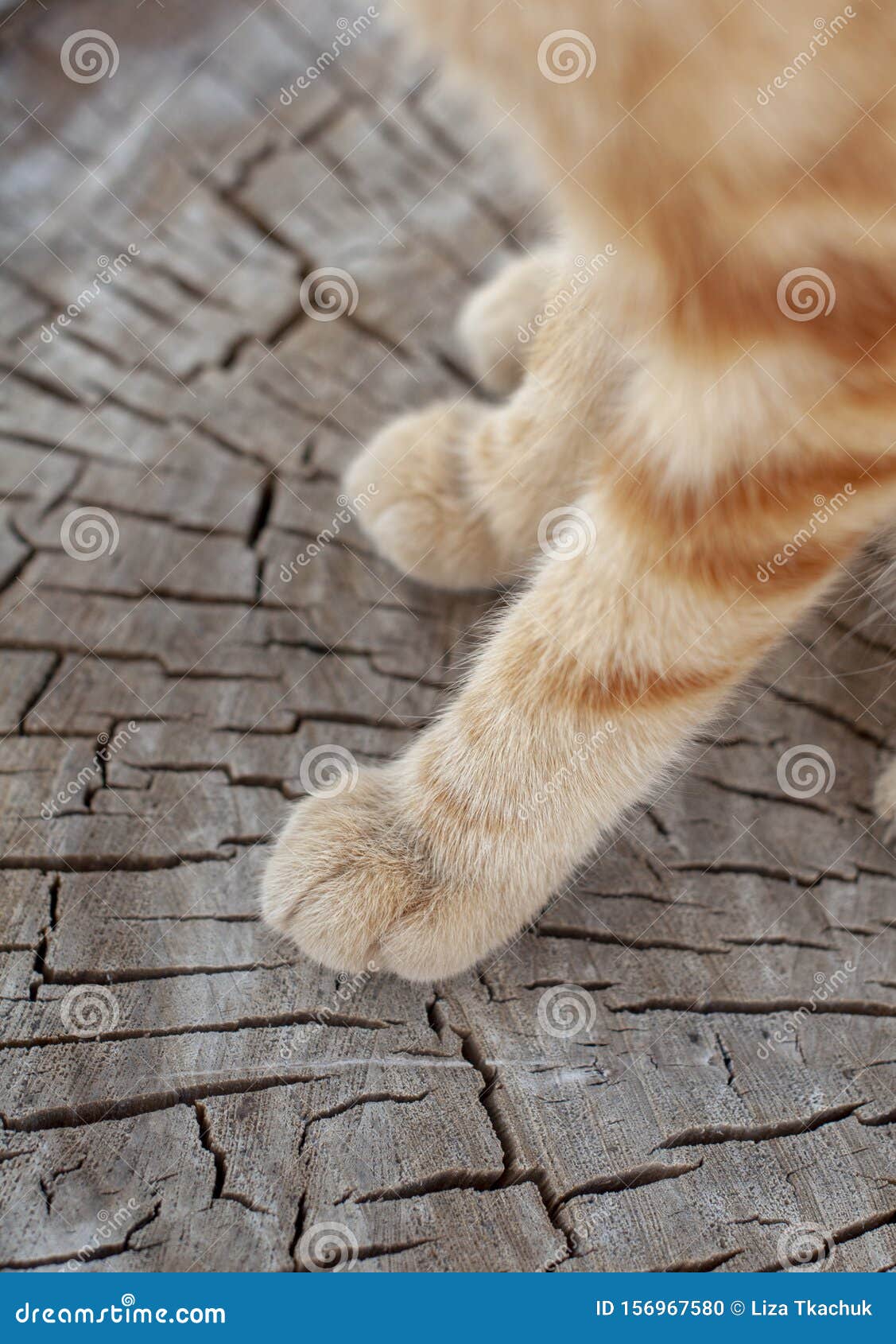 Pine Of About 10 Years Old Tree Typical Habitus Tree Pinus Sylvestris ...