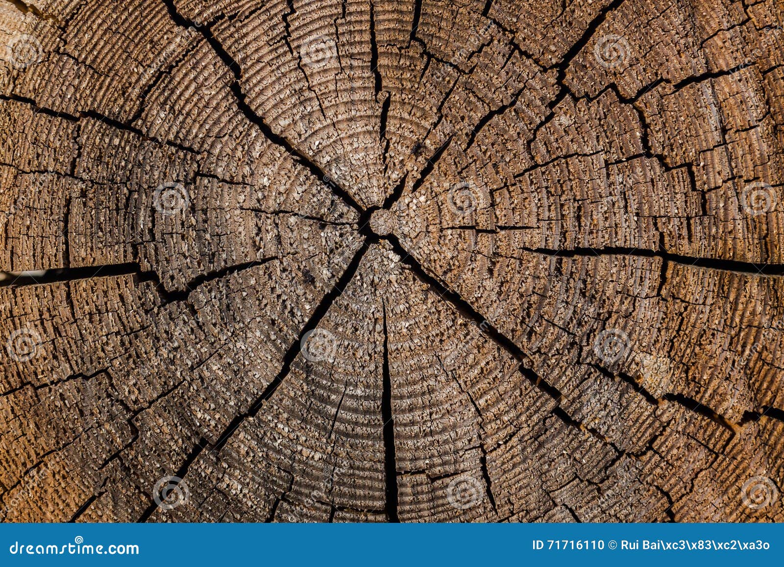 Wooden Circular Texture Pattern Stock Photo - Image of design, texture ...