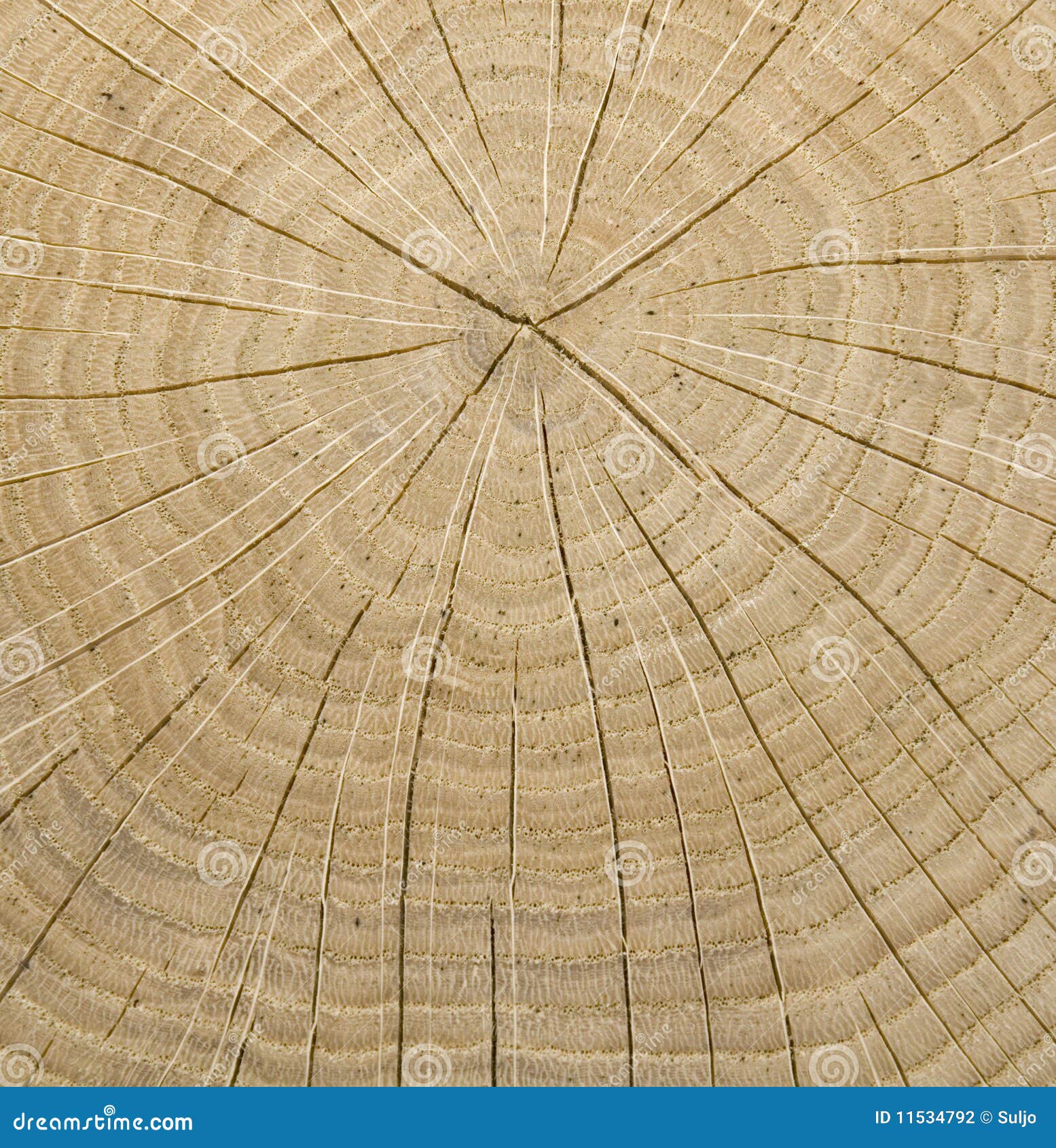 Wooden core stock photo. Image of natural, lumber, clear - 11534792