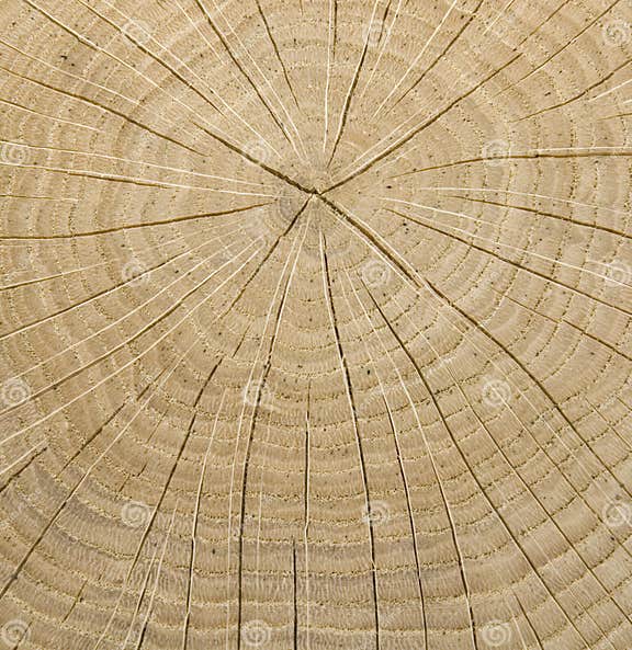 Wooden core stock photo. Image of natural, lumber, clear - 11534792
