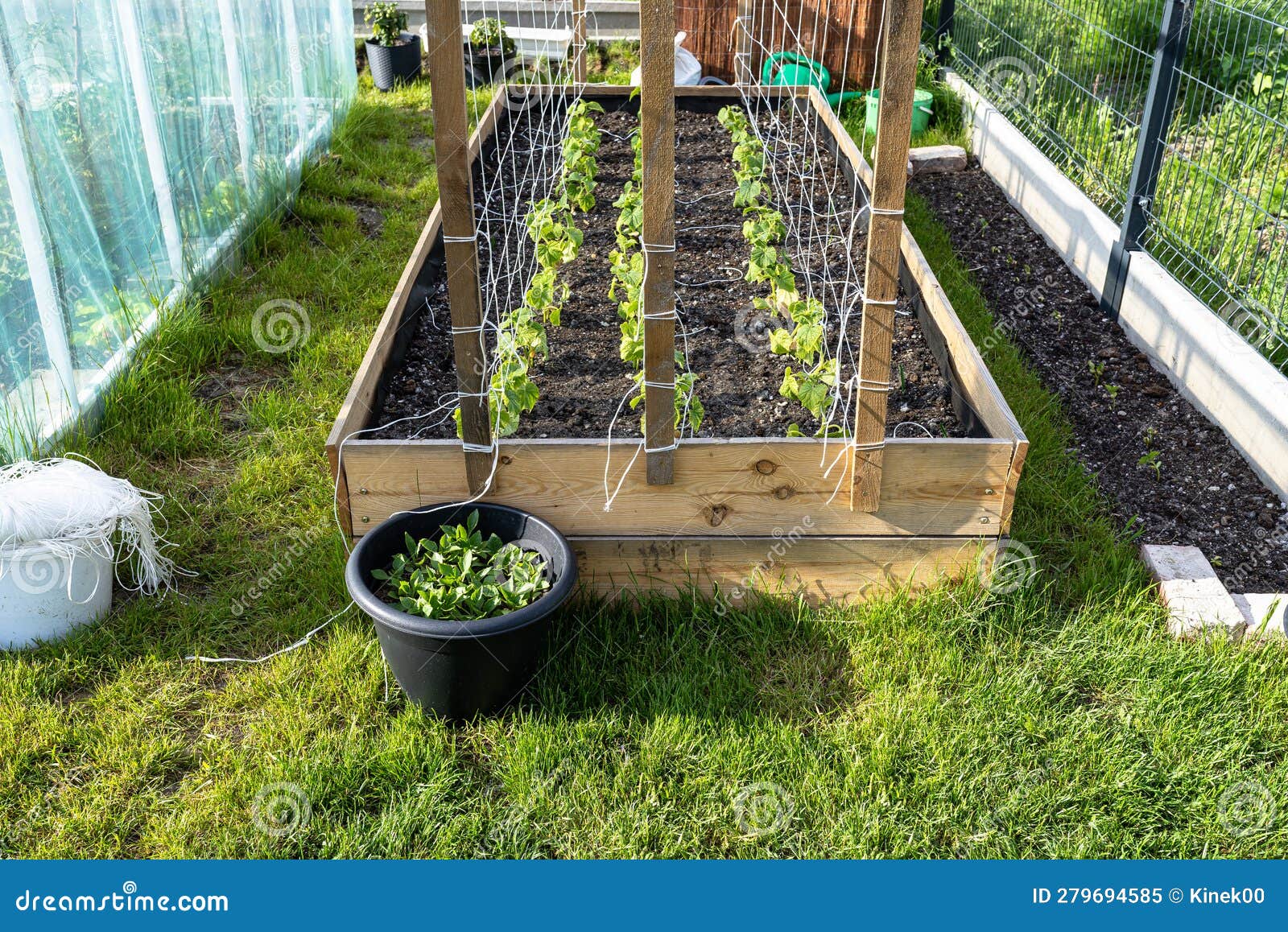 A Wooden Crate with Cucumbers and Strings Hanging from a Scaffold ...