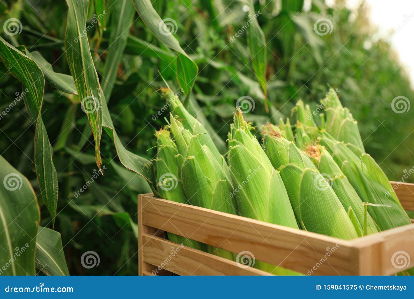 Wooden Crate with Fresh Ripe Corn Stock Image - Image of fresh, ground ...
