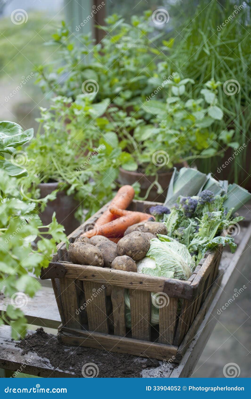 Wooden Crate of Vegetables in Greenhouse Stock Photo - Image of ...