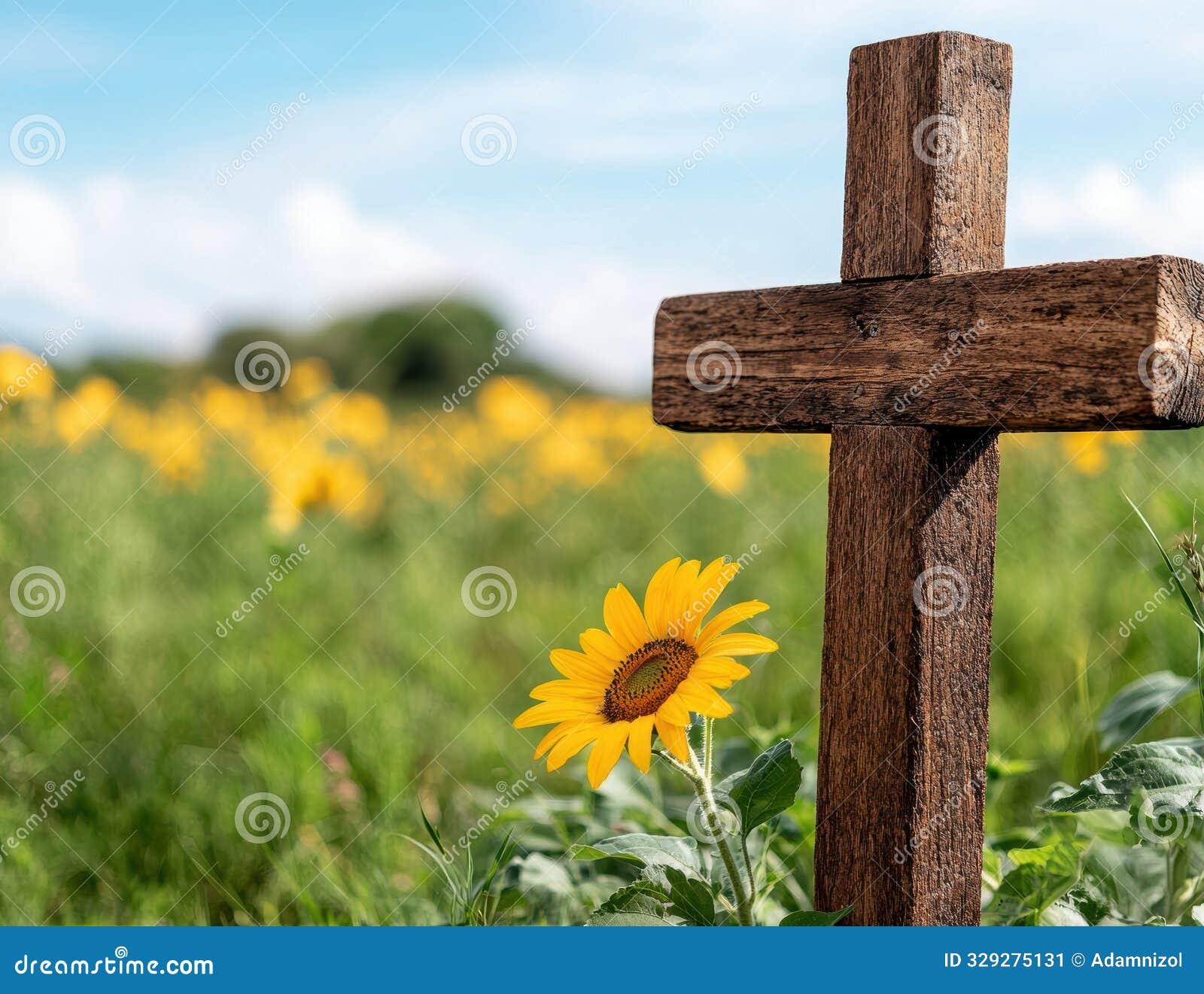 Wooden Cross in a Sunflower Field Stock Illustration - Illustration of ...