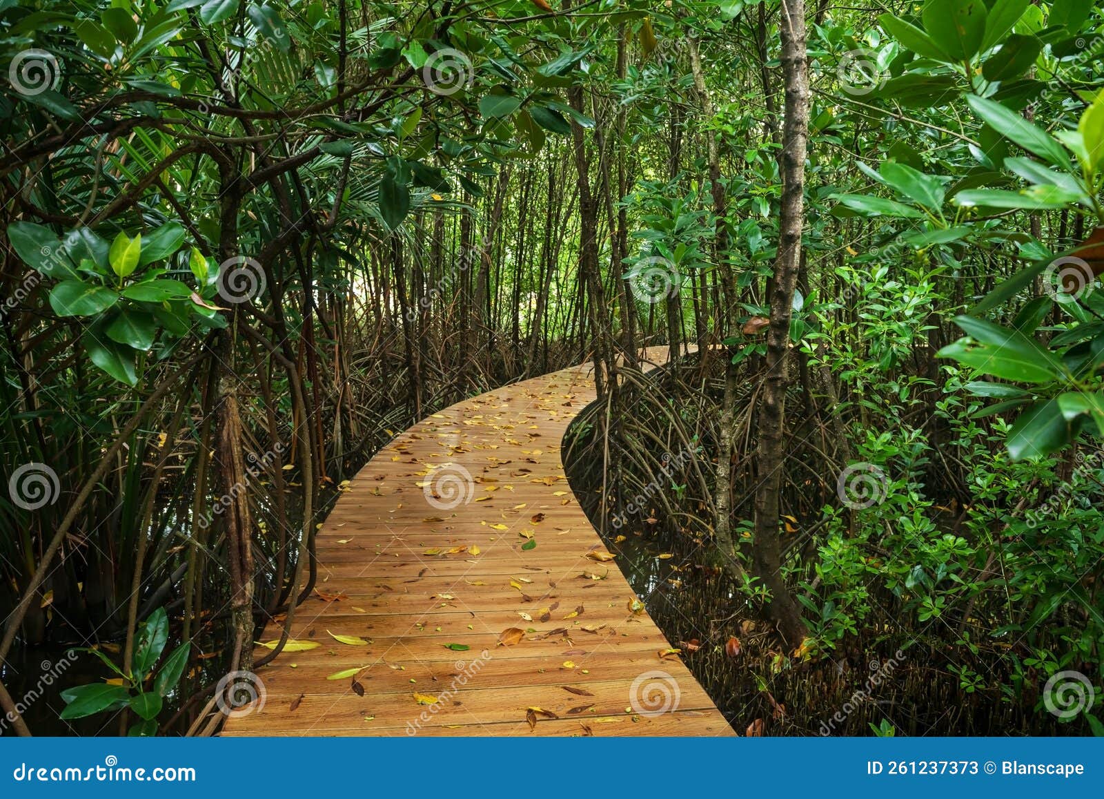 Wooden Curve Walkpath through Mangrove Forest, Chanthaburi Stock Image - Image of foliage ...
